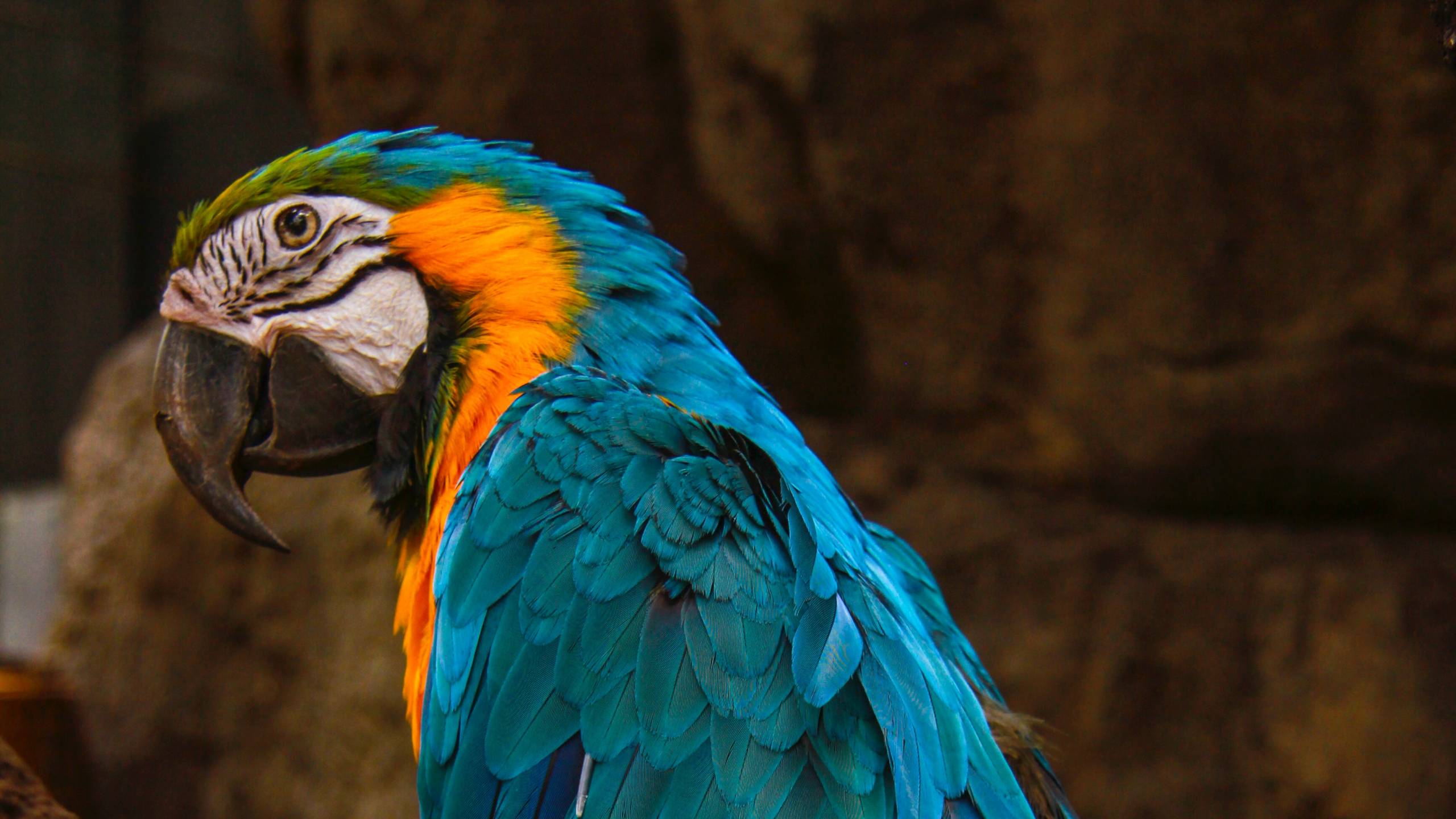 Parrot Desktop Wallpapers - Top Free Parrot Desktop Backgrounds ...