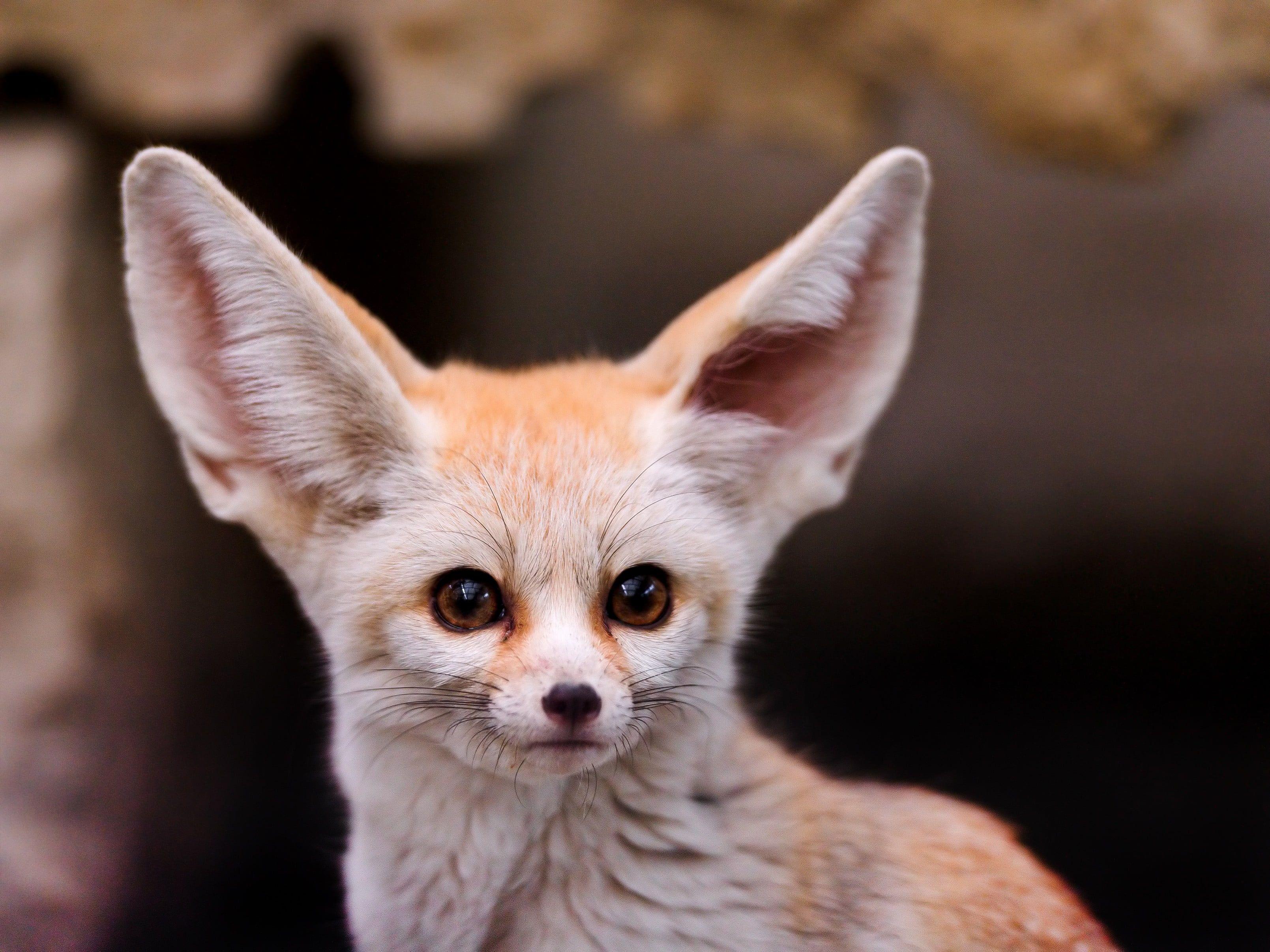 Fennec Fox Wallpapers - Top Free Fennec Fox Backgrounds - WallpaperAccess