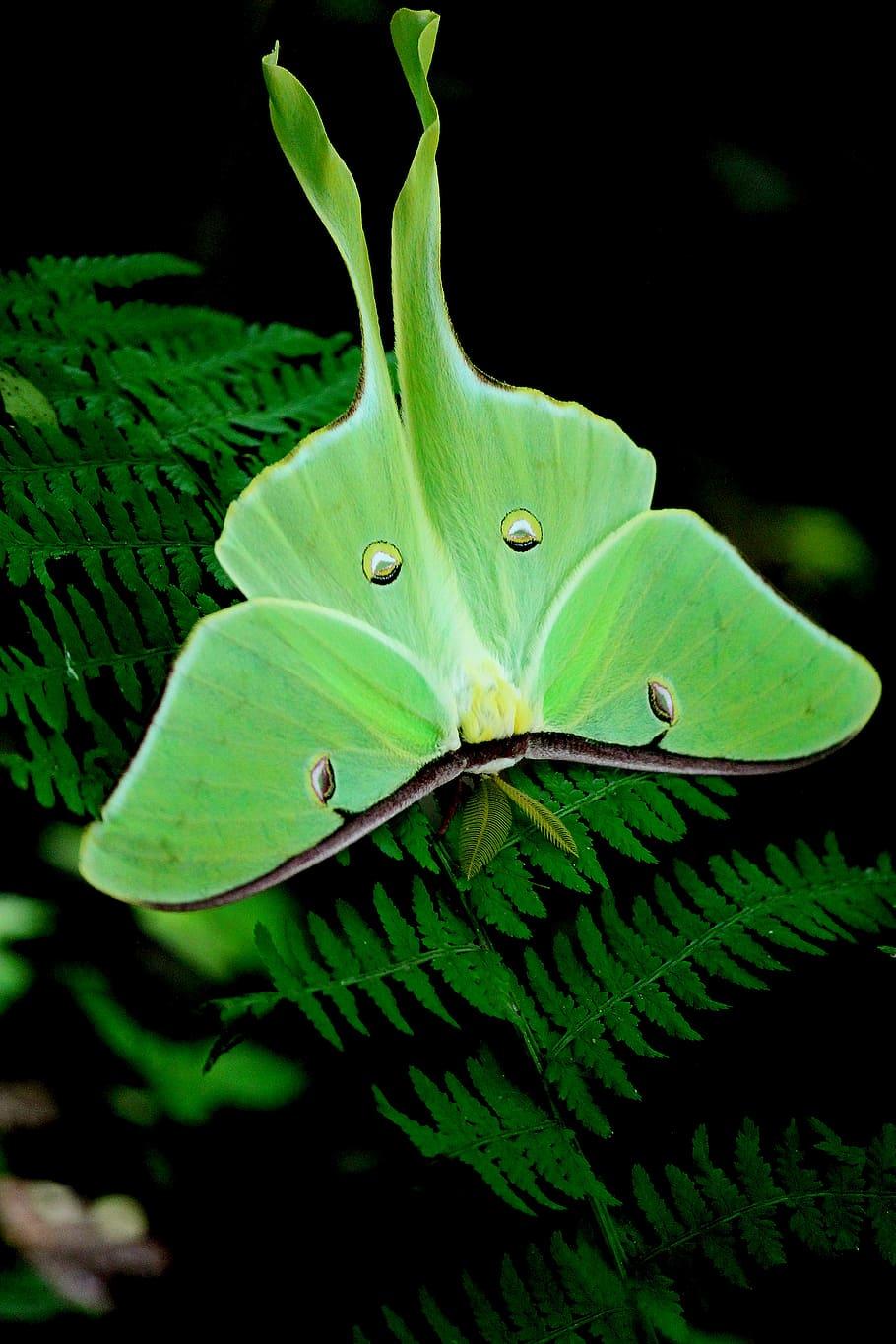 Luna Moth Wallpapers - Top Free Luna Moth Backgrounds - WallpaperAccess
