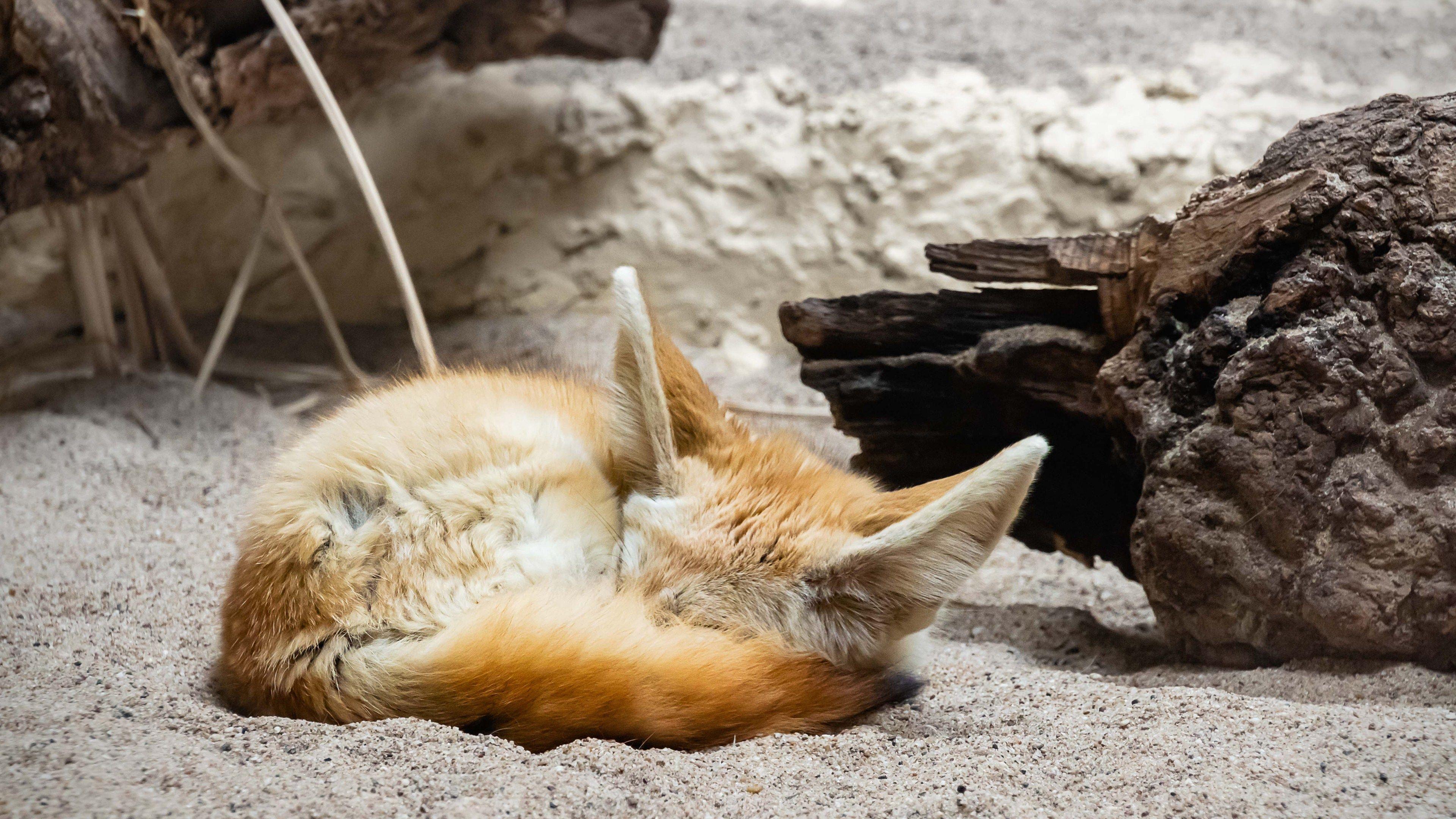 Fennec Fox Wallpapers - Top Free Fennec Fox Backgrounds - WallpaperAccess