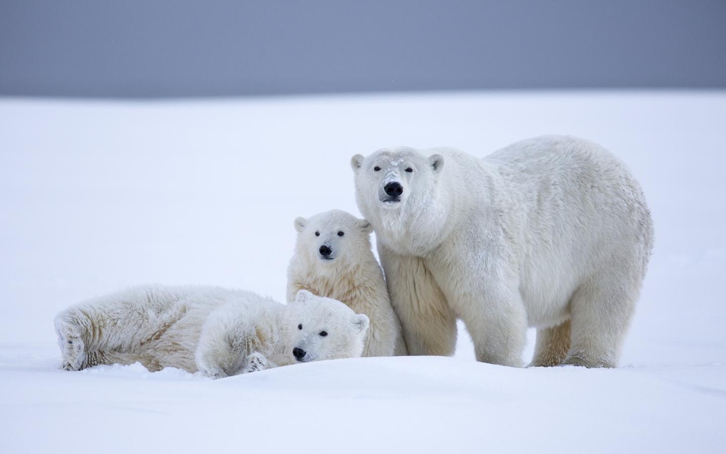 Polar Bear Wallpapers - Top Free Polar Bear Backgrounds - WallpaperAccess