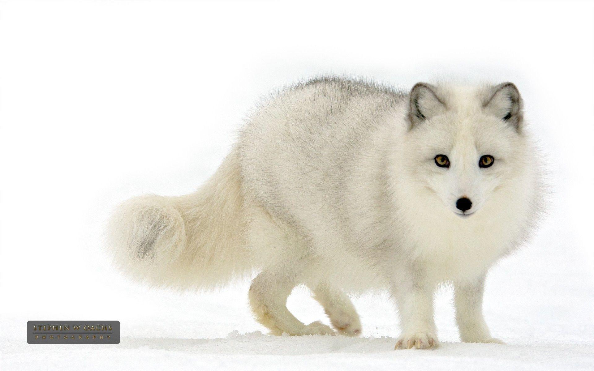 Arctic Wolf Wallpapers - Top Free Arctic Wolf Backgrounds - WallpaperAccess