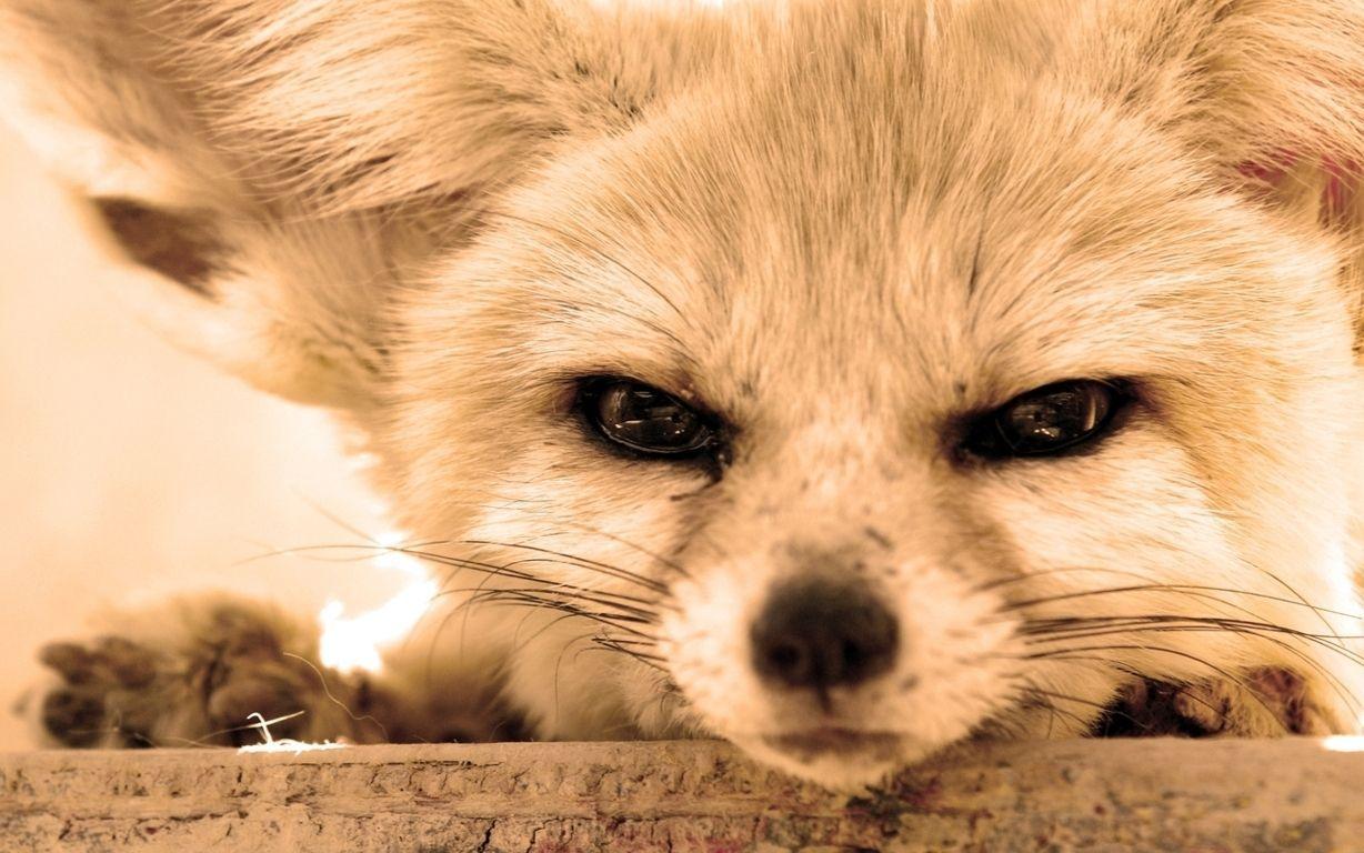 Fennec Fox Wallpapers - Top Free Fennec Fox Backgrounds - WallpaperAccess