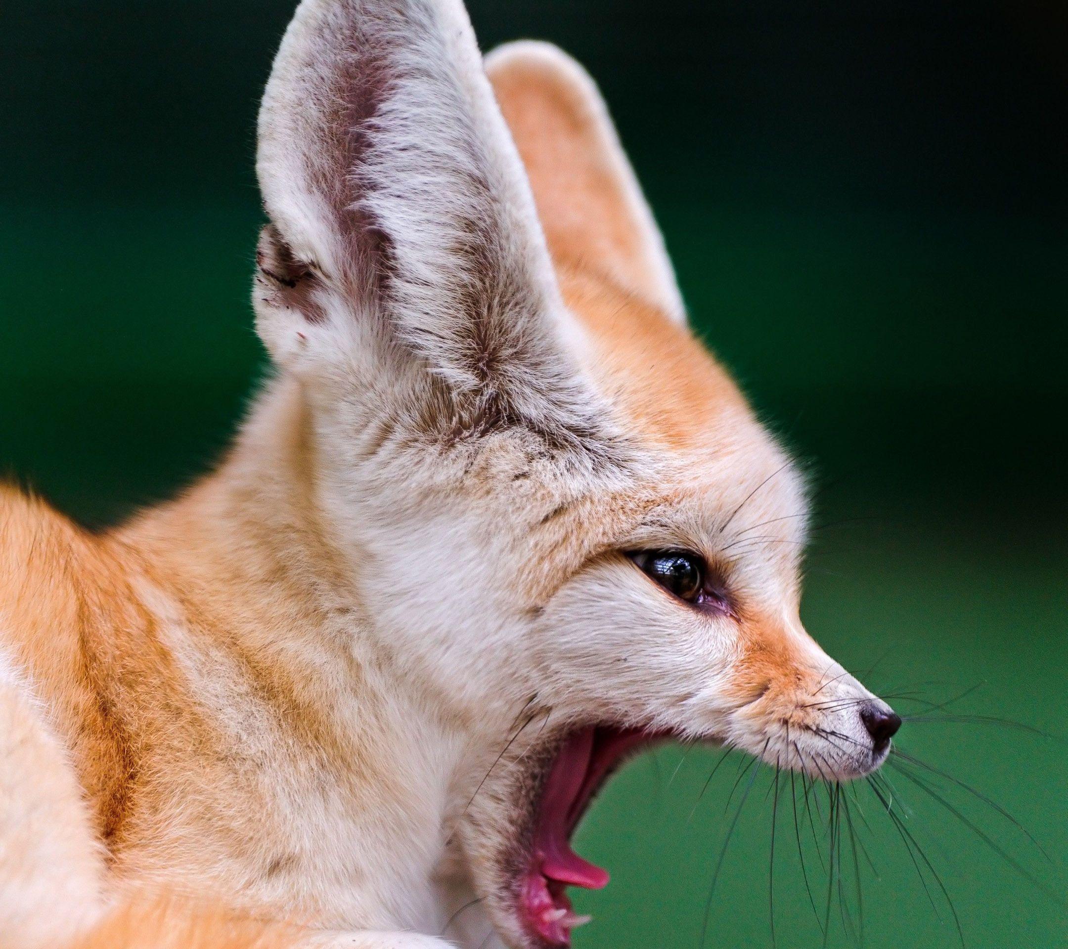 Fennec Fox Wallpapers - Top Free Fennec Fox Backgrounds - WallpaperAccess