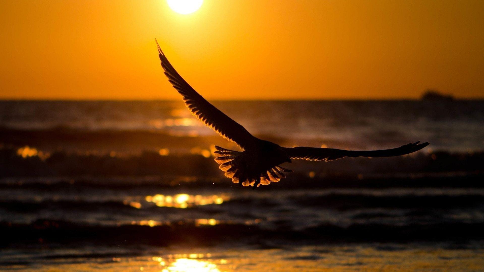 Flying Birds Wallpapers - Top Free Flying Birds Backgrounds ...