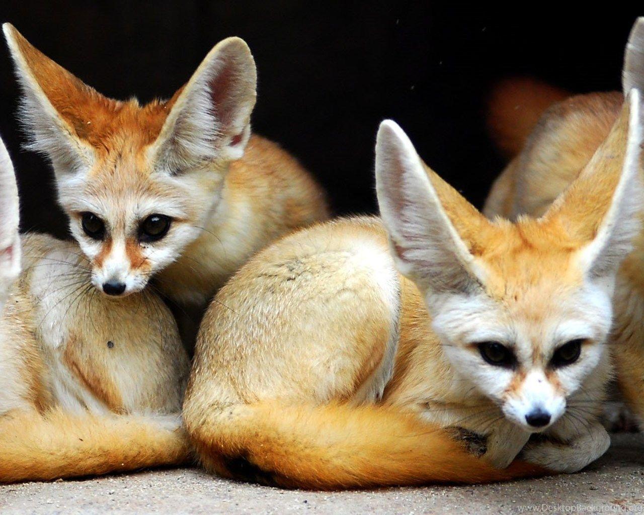 Fennec Fox Wallpapers - Top Free Fennec Fox Backgrounds - WallpaperAccess