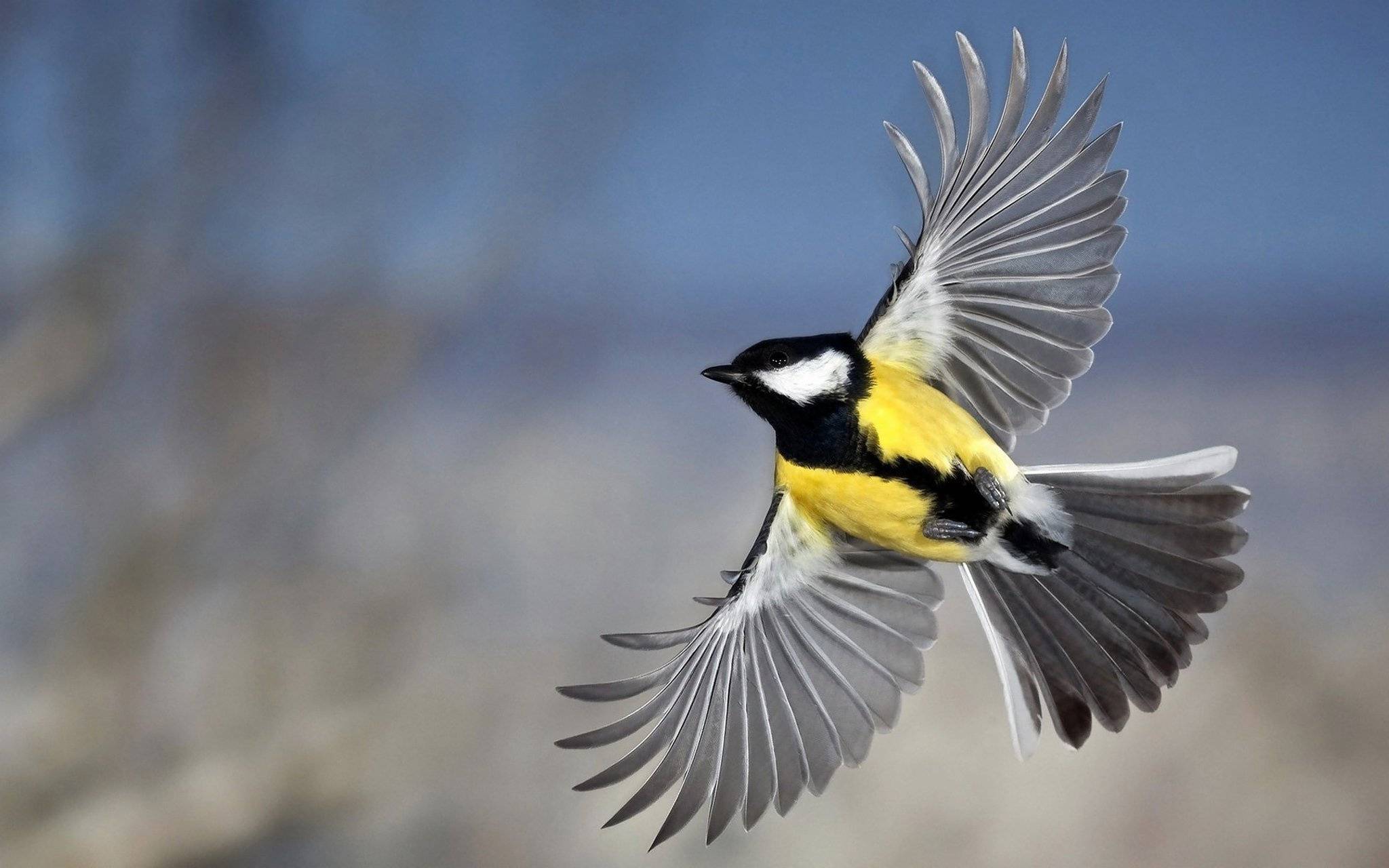 Flying Birds Wallpapers - Top Free Flying Birds Backgrounds ...