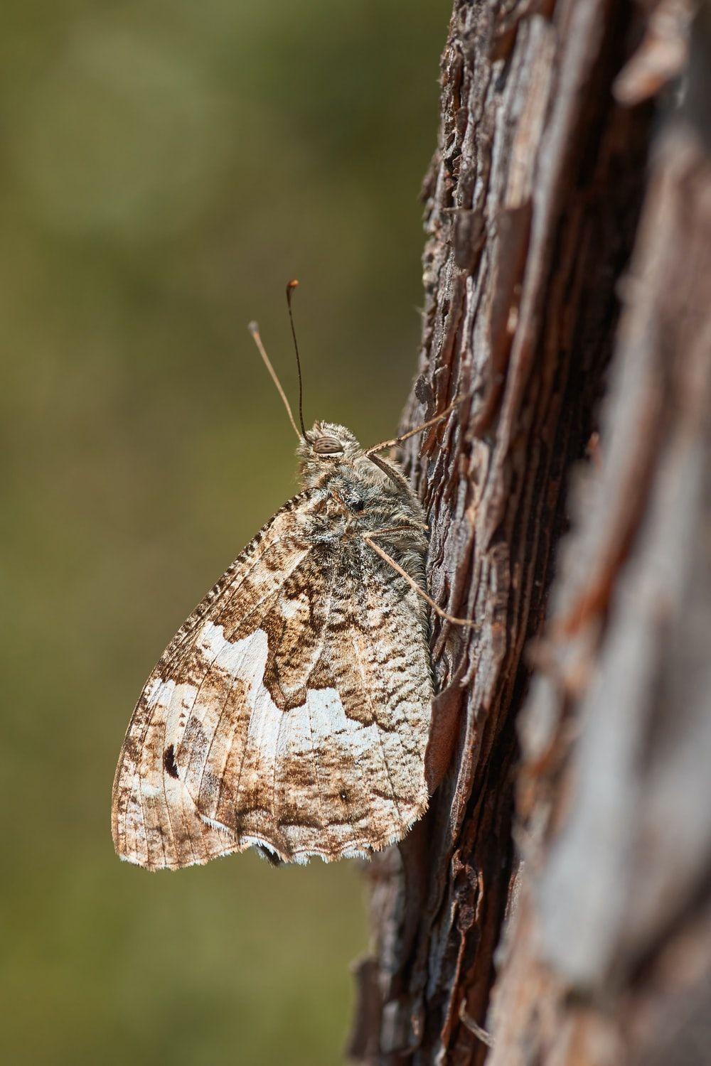 Moth Wallpapers - Top Free Moth Backgrounds - WallpaperAccess