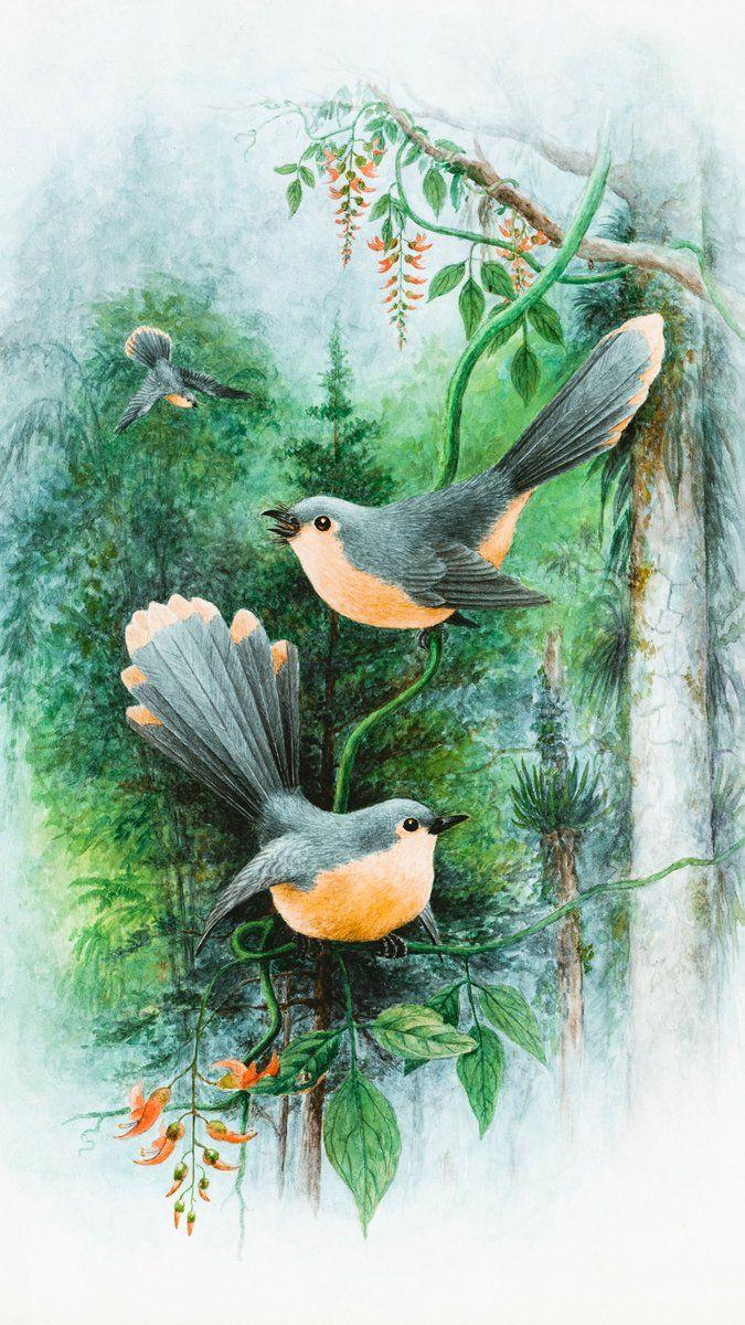 Bird Art Wallpapers - Top Free Bird Art Backgrounds - WallpaperAccess