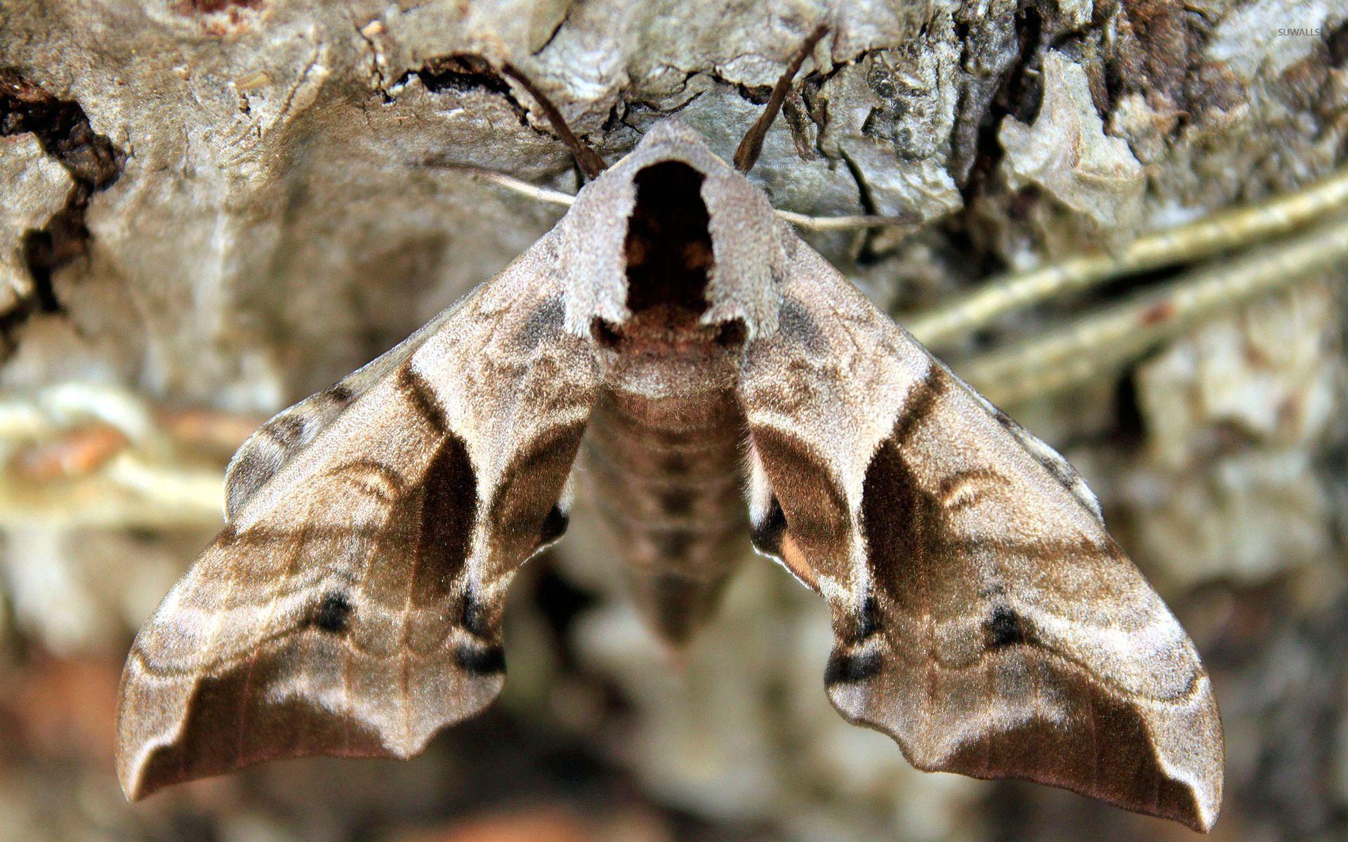 Moth Wallpapers - Top Free Moth Backgrounds - WallpaperAccess