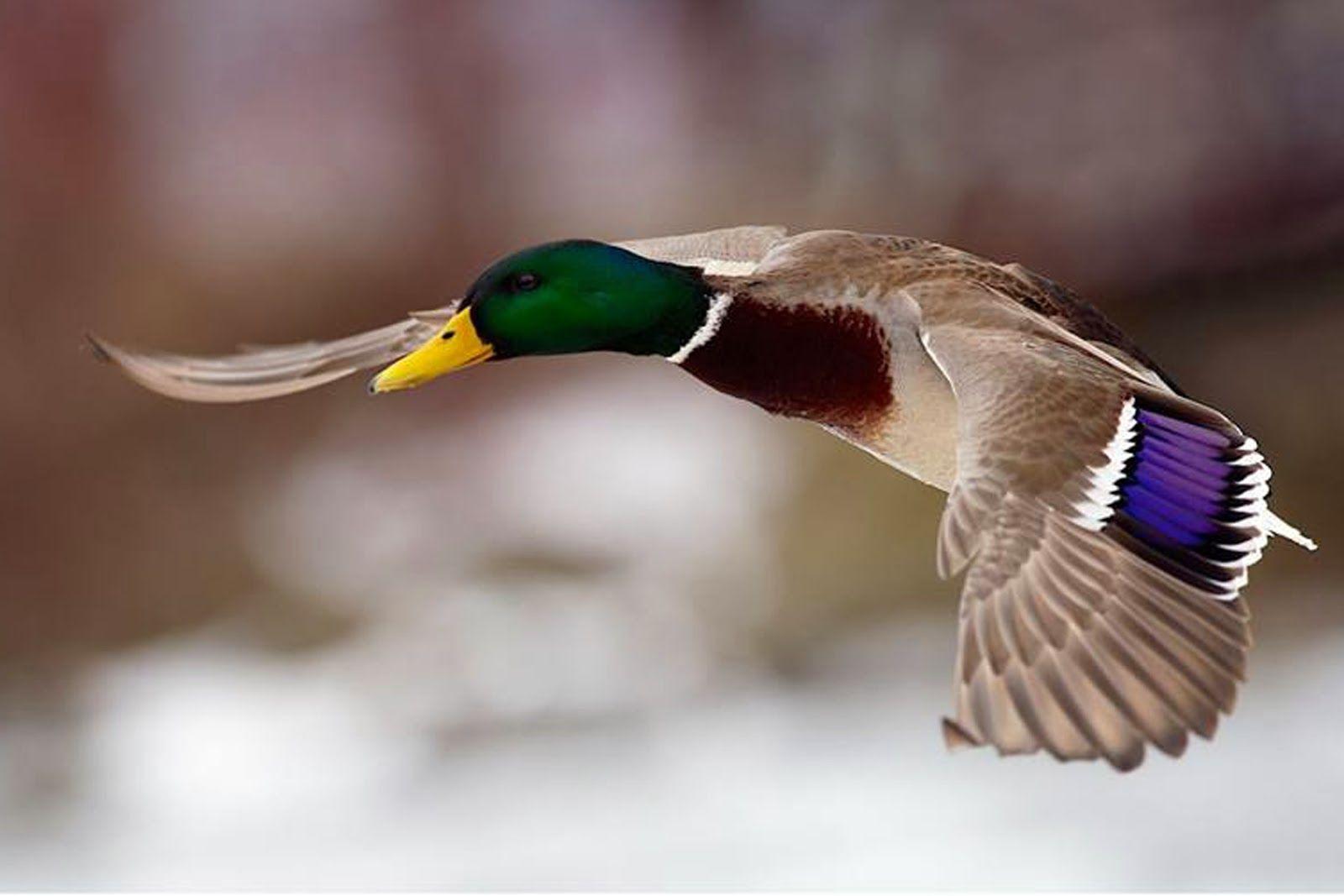 Flying Ducks Wallpapers - Top Free Flying Ducks Backgrounds ...