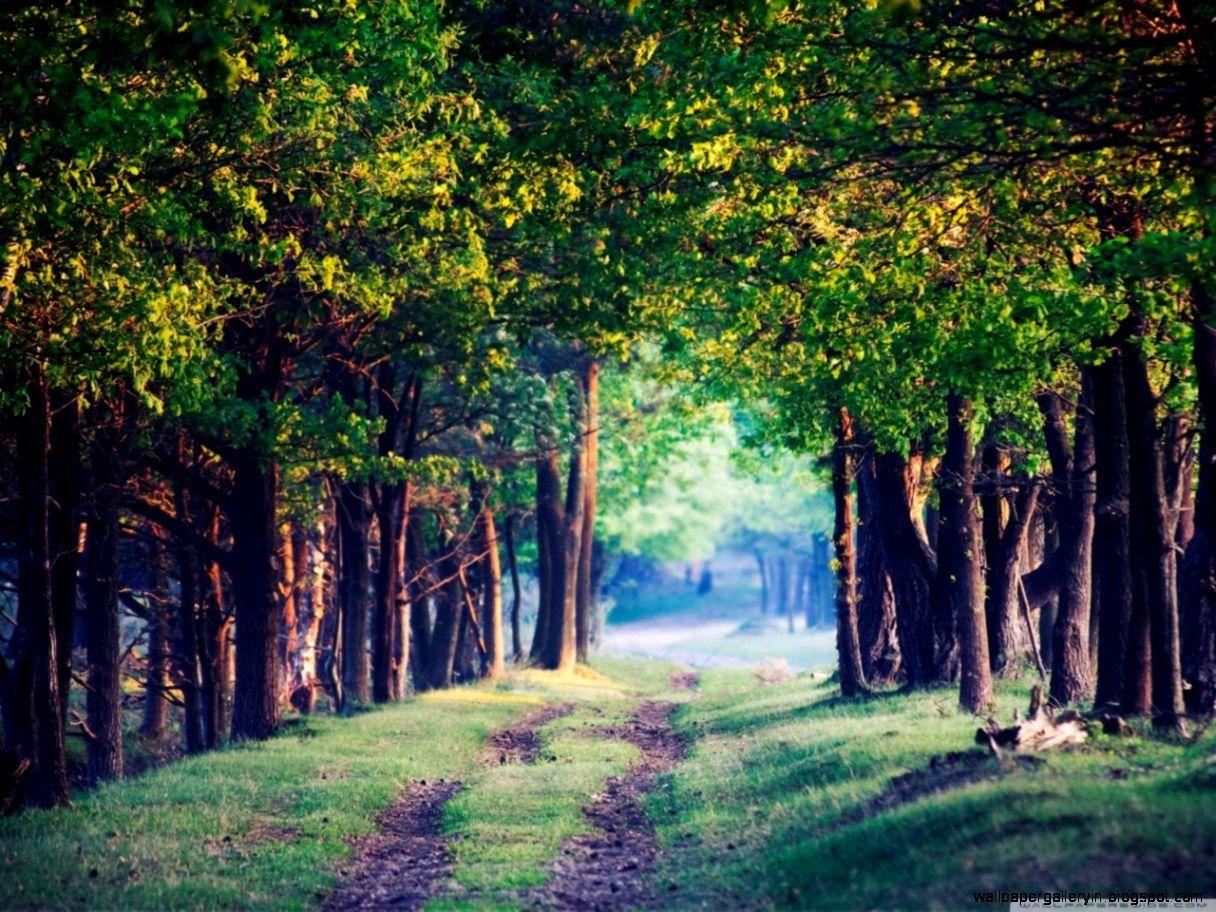 Forest Scenery Wallpapers - Top Free Forest Scenery Backgrounds ...