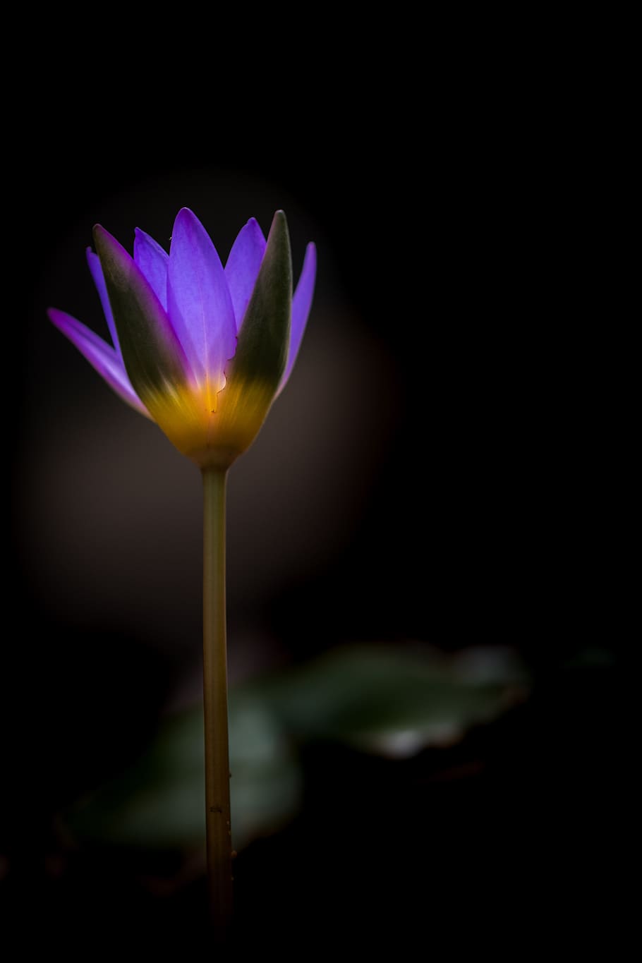 Purple Zen Wallpapers - Top Free Purple Zen Backgrounds - WallpaperAccess