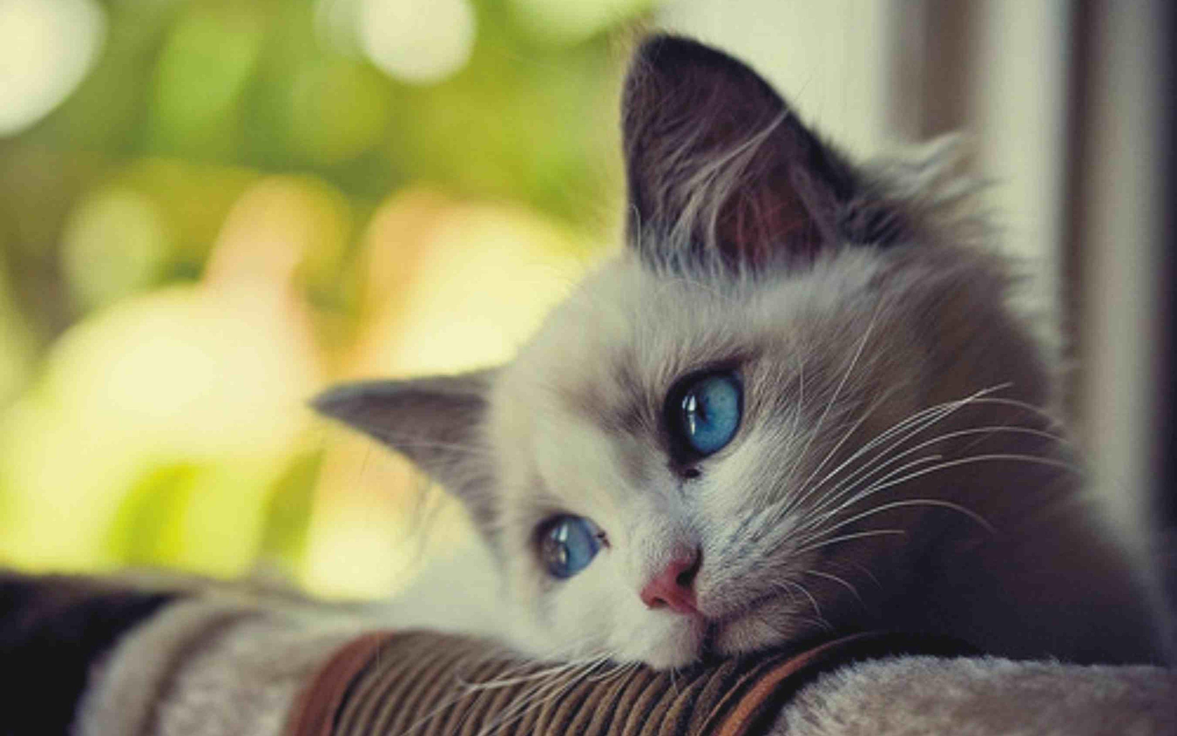 Cat 4K Wallpapers Top Free Cat 4K Backgrounds WallpaperAccess Cat 4K Wallpapers Top Free Cat 4K Backgrounds WallpaperAccess