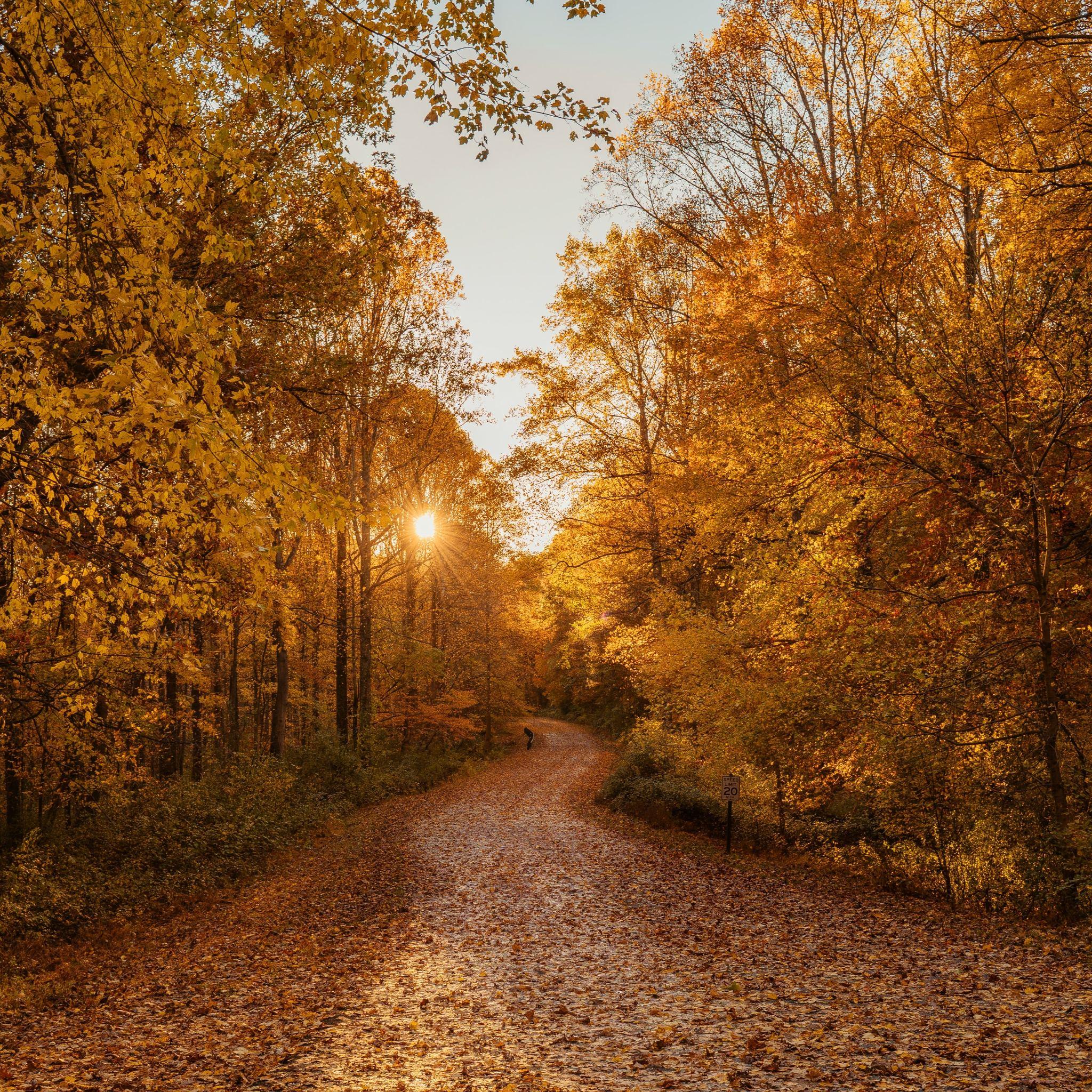 Autumn Road Wallpapers - Top Free Autumn Road Backgrounds - WallpaperAccess