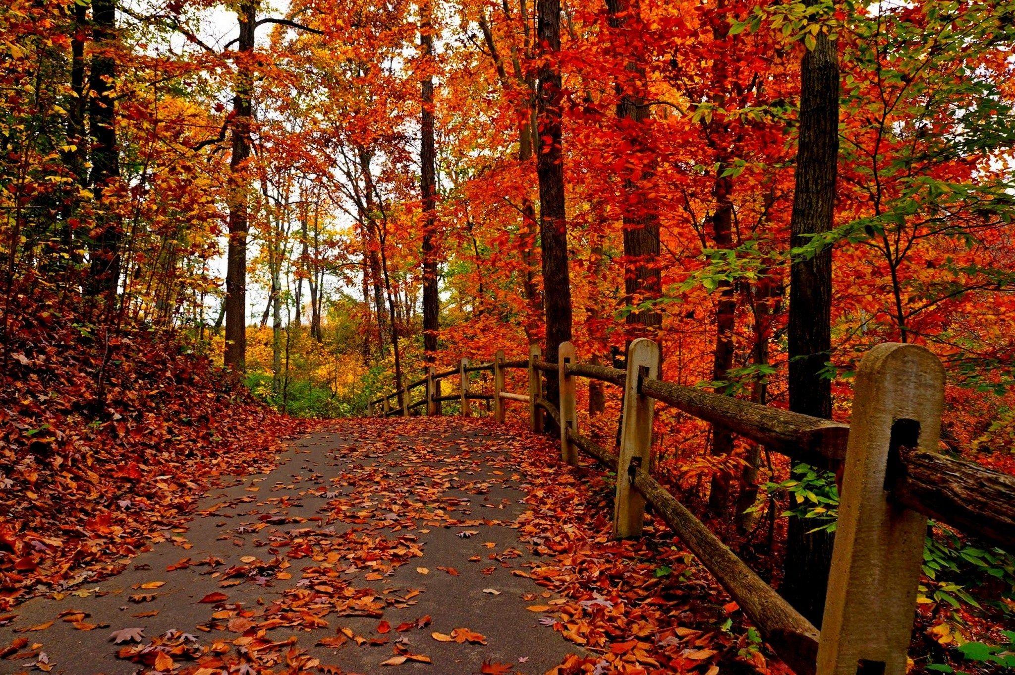 Autumn Road Wallpapers - Top Free Autumn Road Backgrounds - WallpaperAccess
