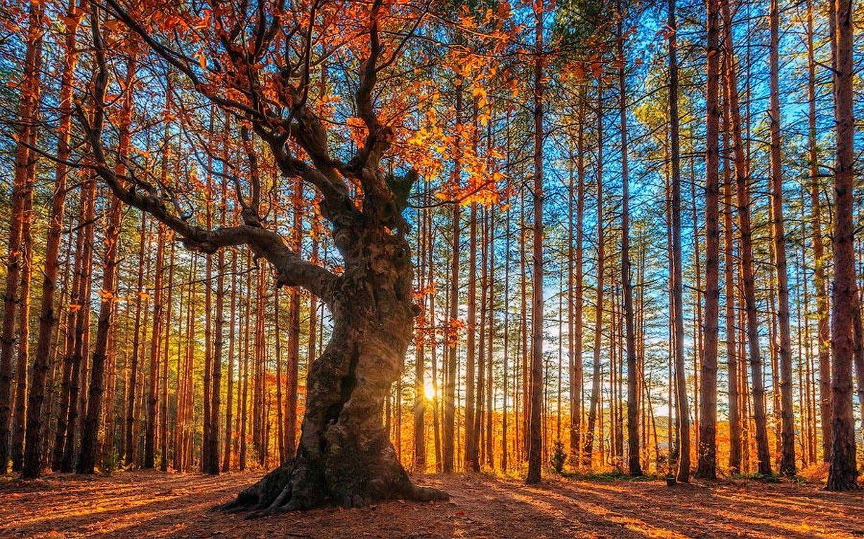 Rustic Autumn Scenery Wallpapers - Top Free Rustic Autumn Scenery ... Rustic Autumn Scenery Wallpapers - Top Free Rustic Autumn Scenery ...