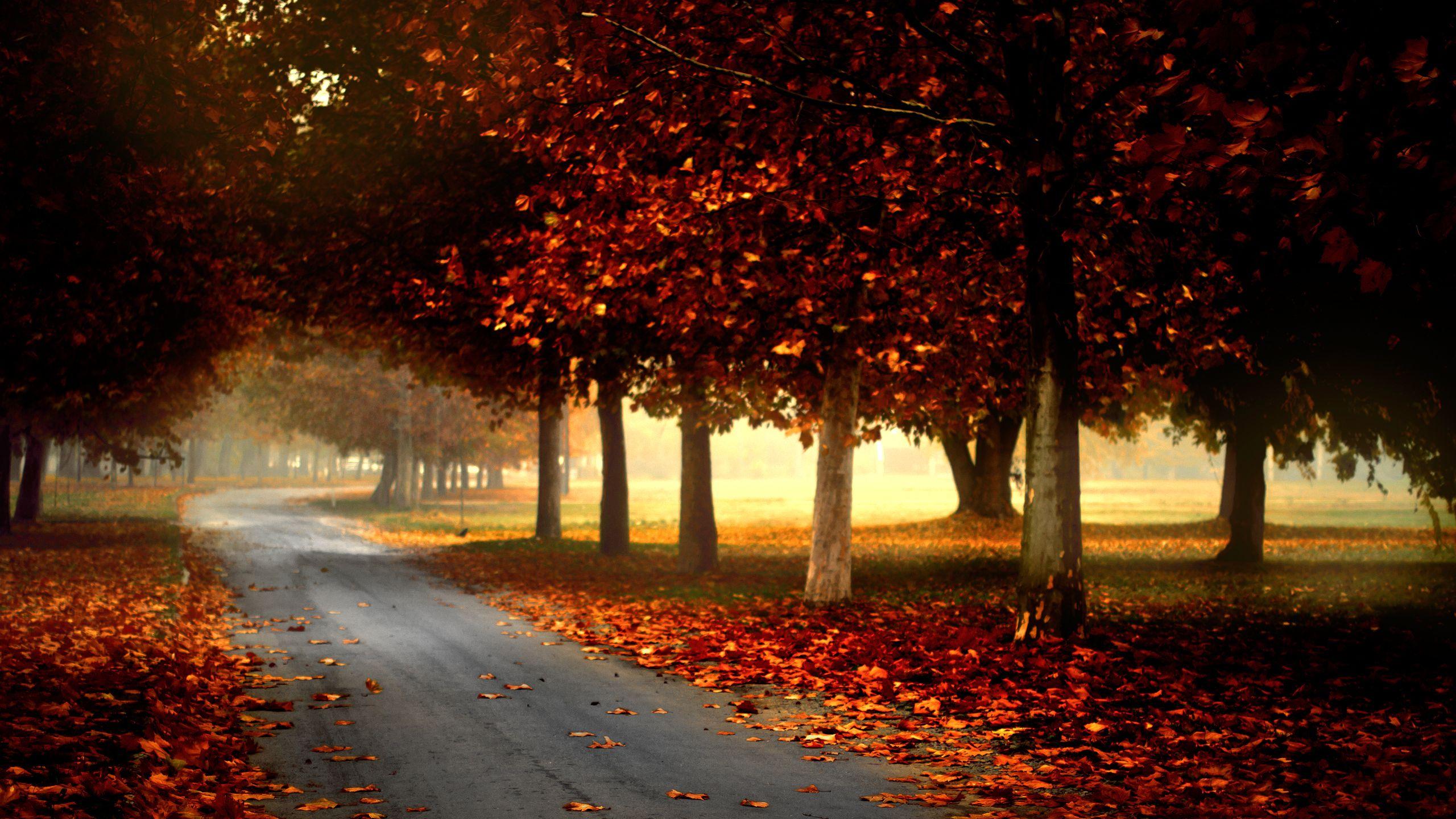 Autumn Road Wallpapers - Top Free Autumn Road Backgrounds - WallpaperAccess