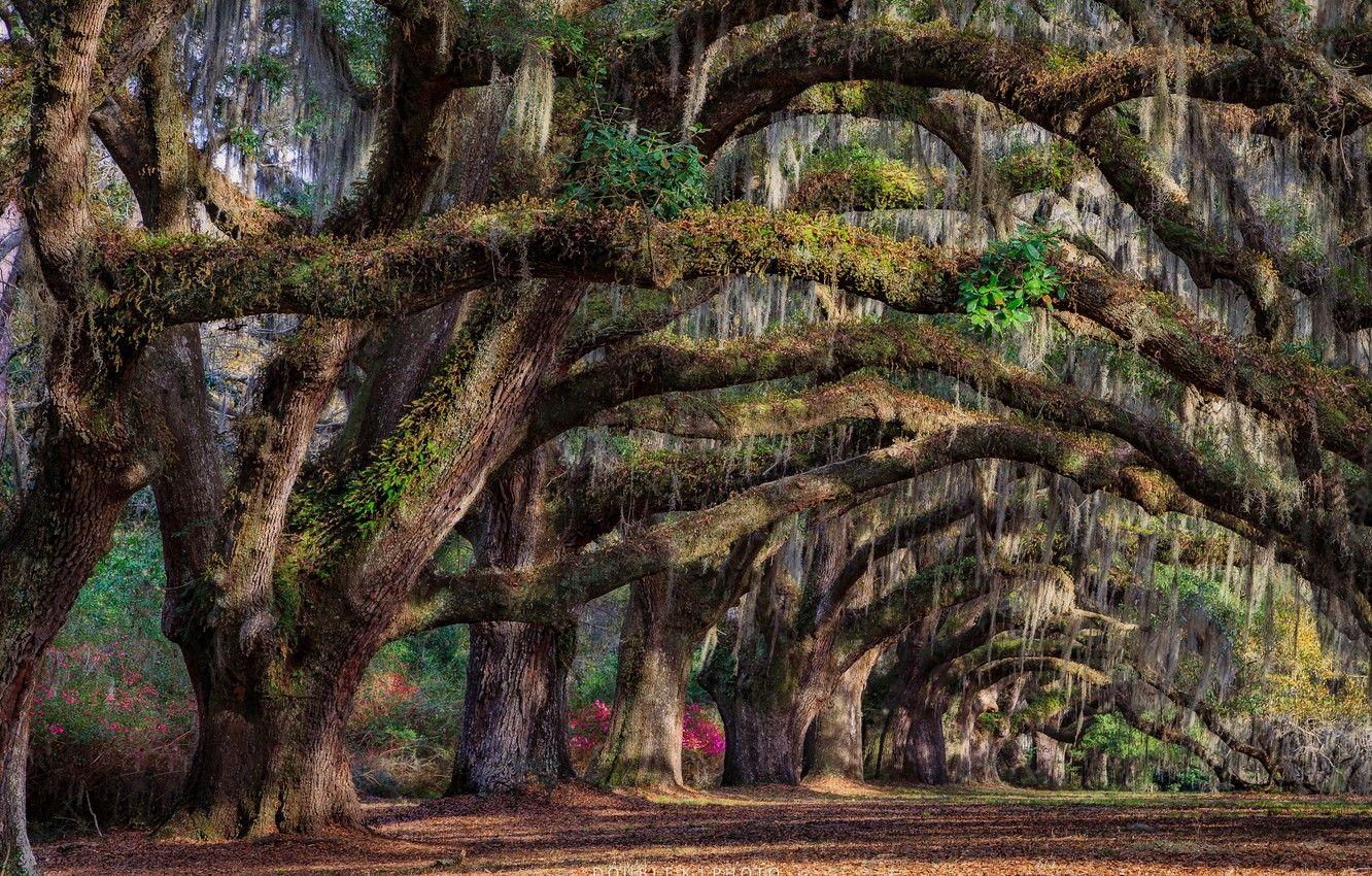 Charleston Wallpapers - Top Free Charleston Backgrounds - WallpaperAccess