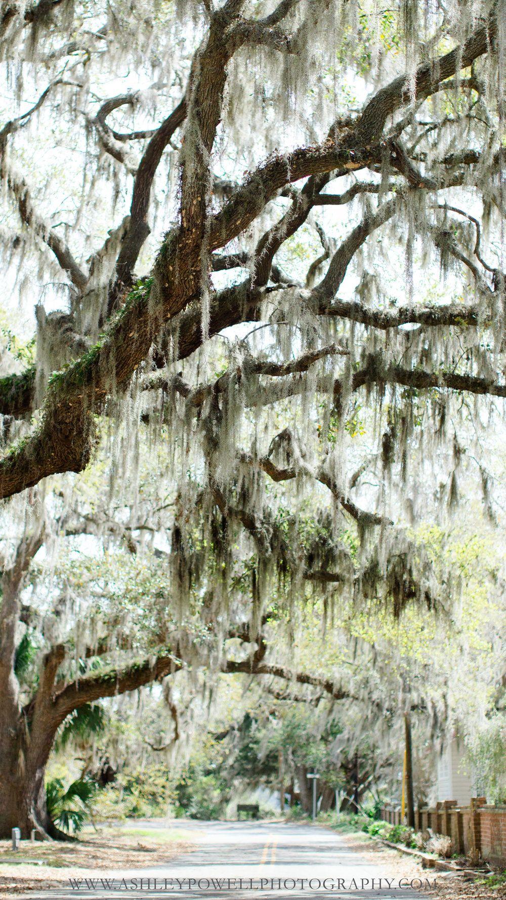 Charleston Wallpapers - Top Free Charleston Backgrounds - WallpaperAccess