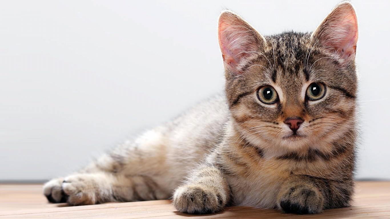 Cat 4K Wallpapers - Top Free Cat 4K Backgrounds - WallpaperAccess