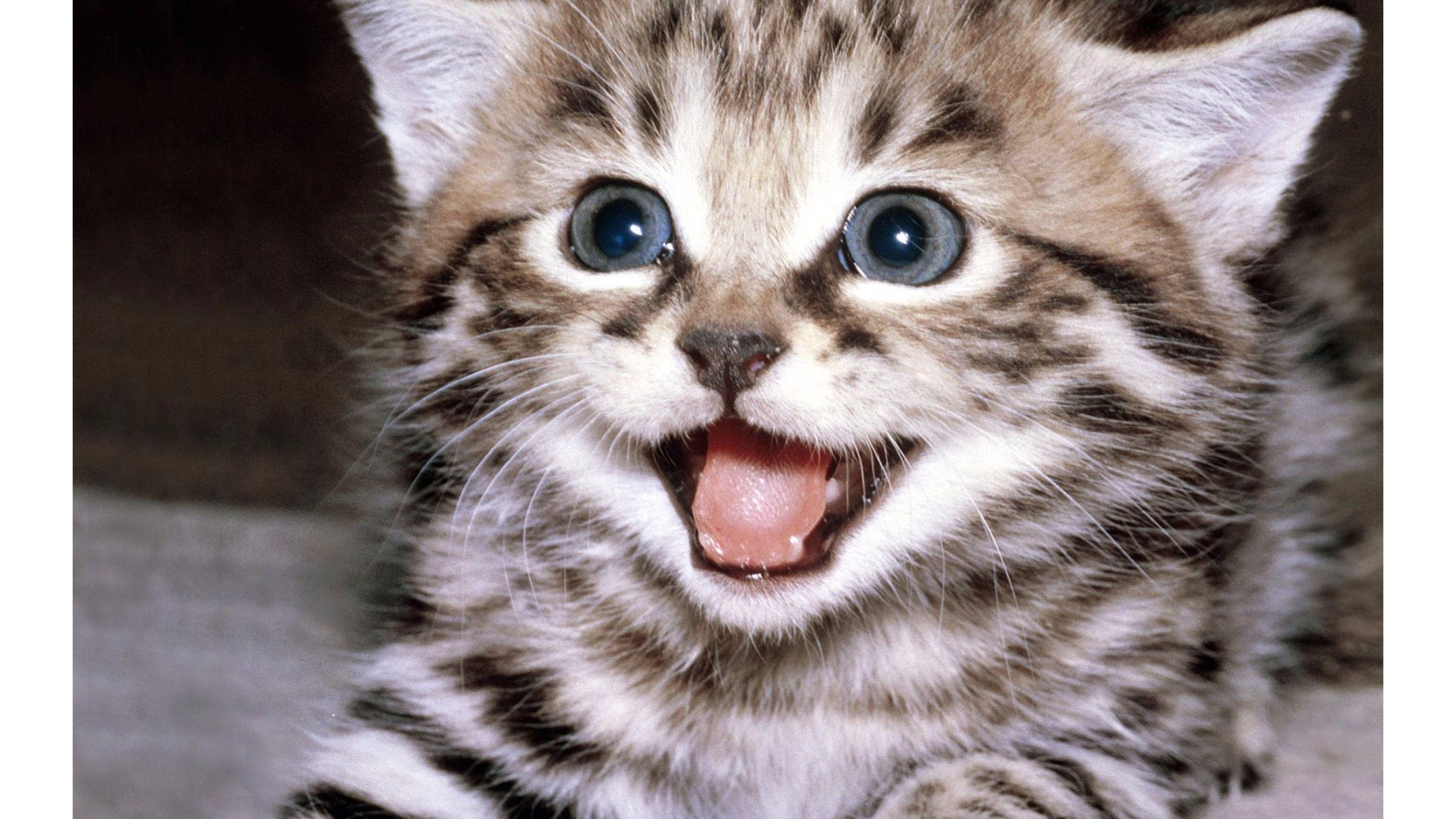 Cat 4K Wallpapers - Top Free Cat 4K Backgrounds - WallpaperAccess