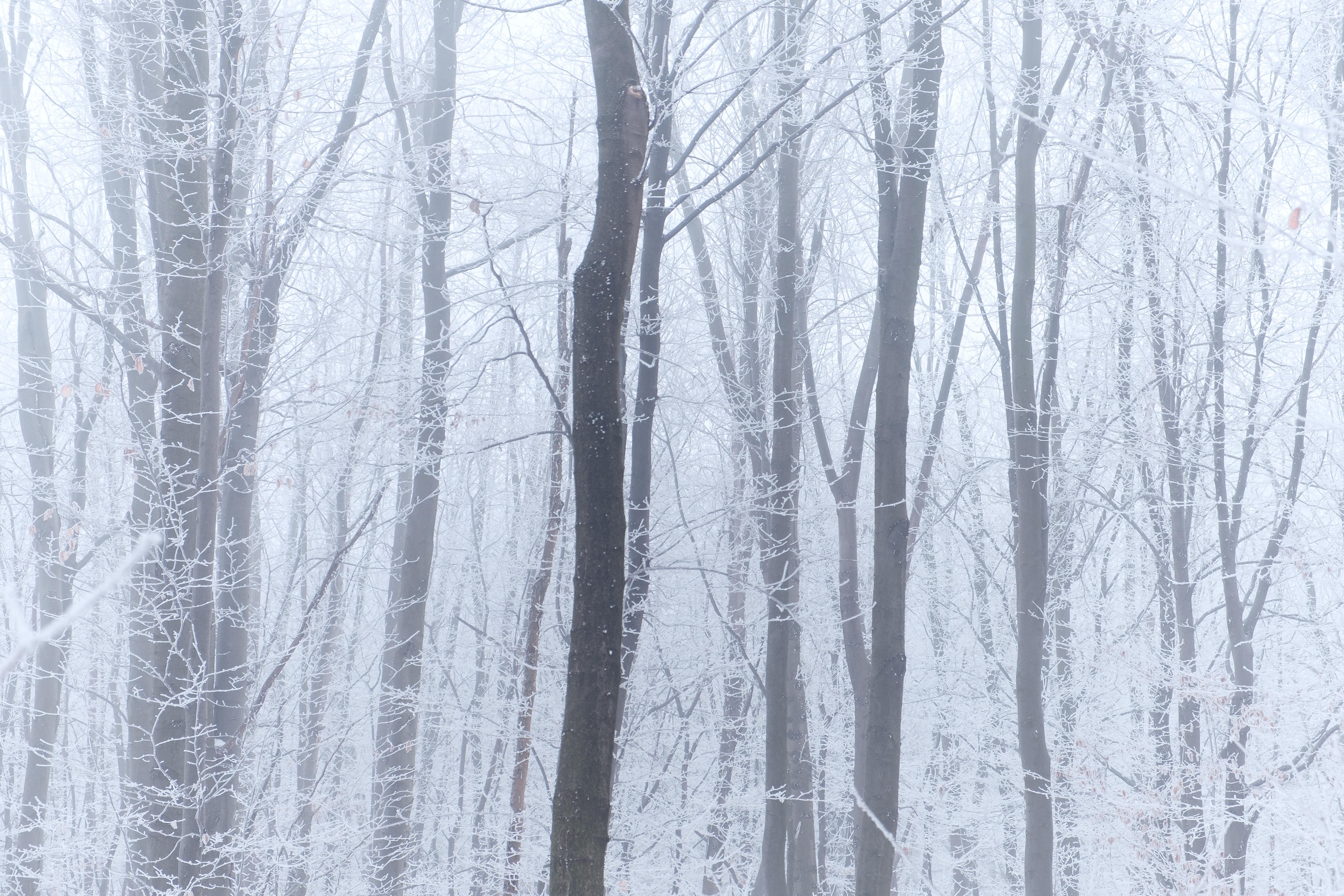 Foggy Winter Forest Wallpapers - Top Free Foggy Winter Forest ...