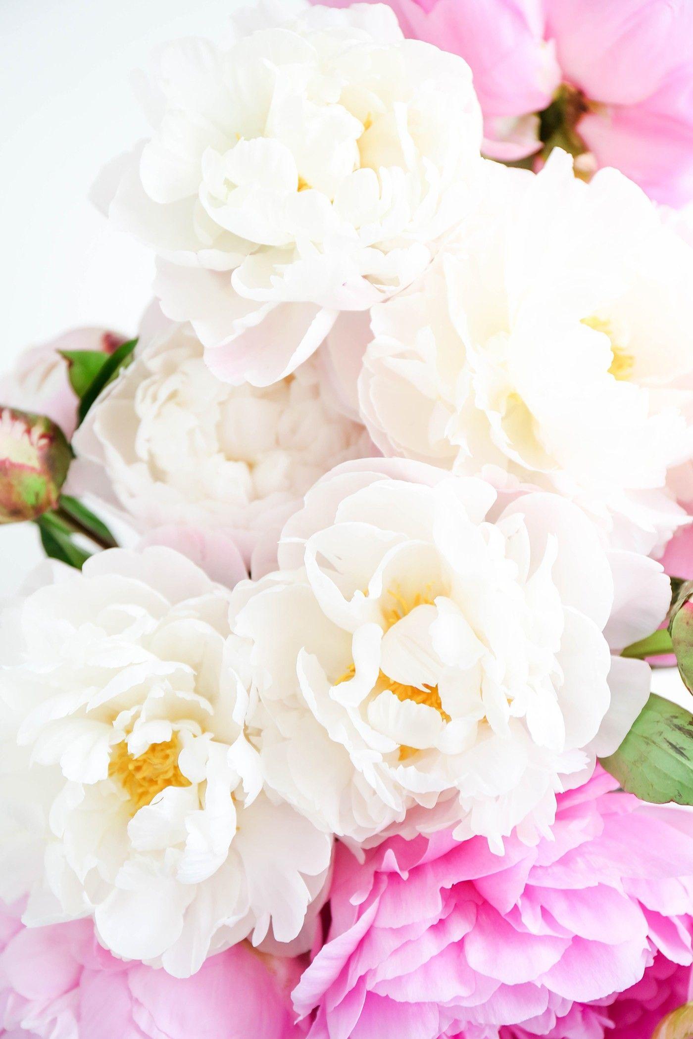 White Peonies Wallpapers - Top Free White Peonies Backgrounds ...