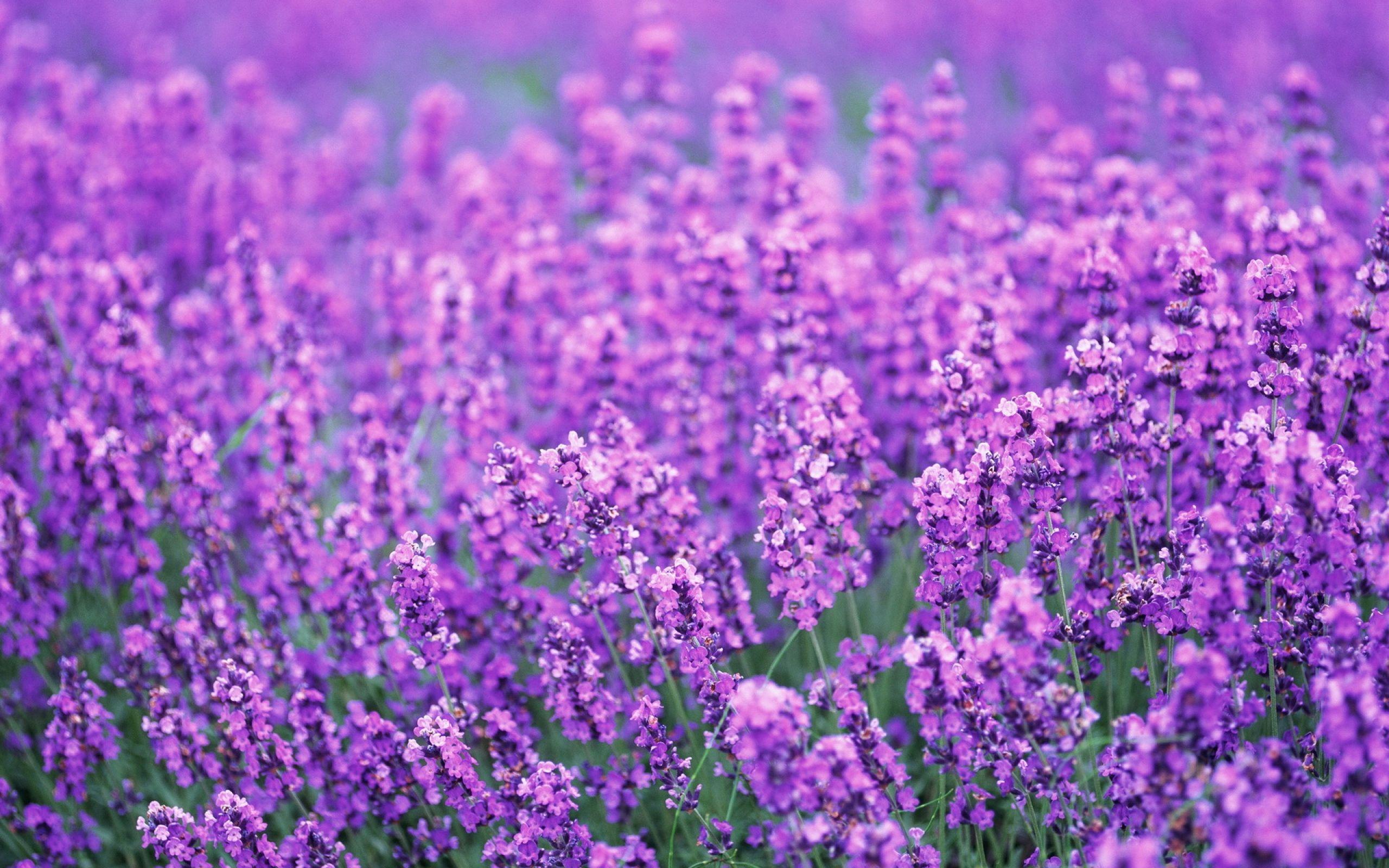 Lavender Flower Wallpapers Top Free Lavender Flower Backgrounds