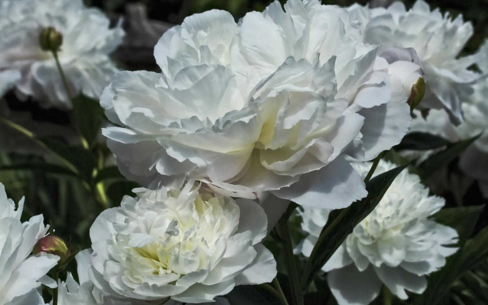 White Peonies Wallpapers - Top Free White Peonies Backgrounds ...