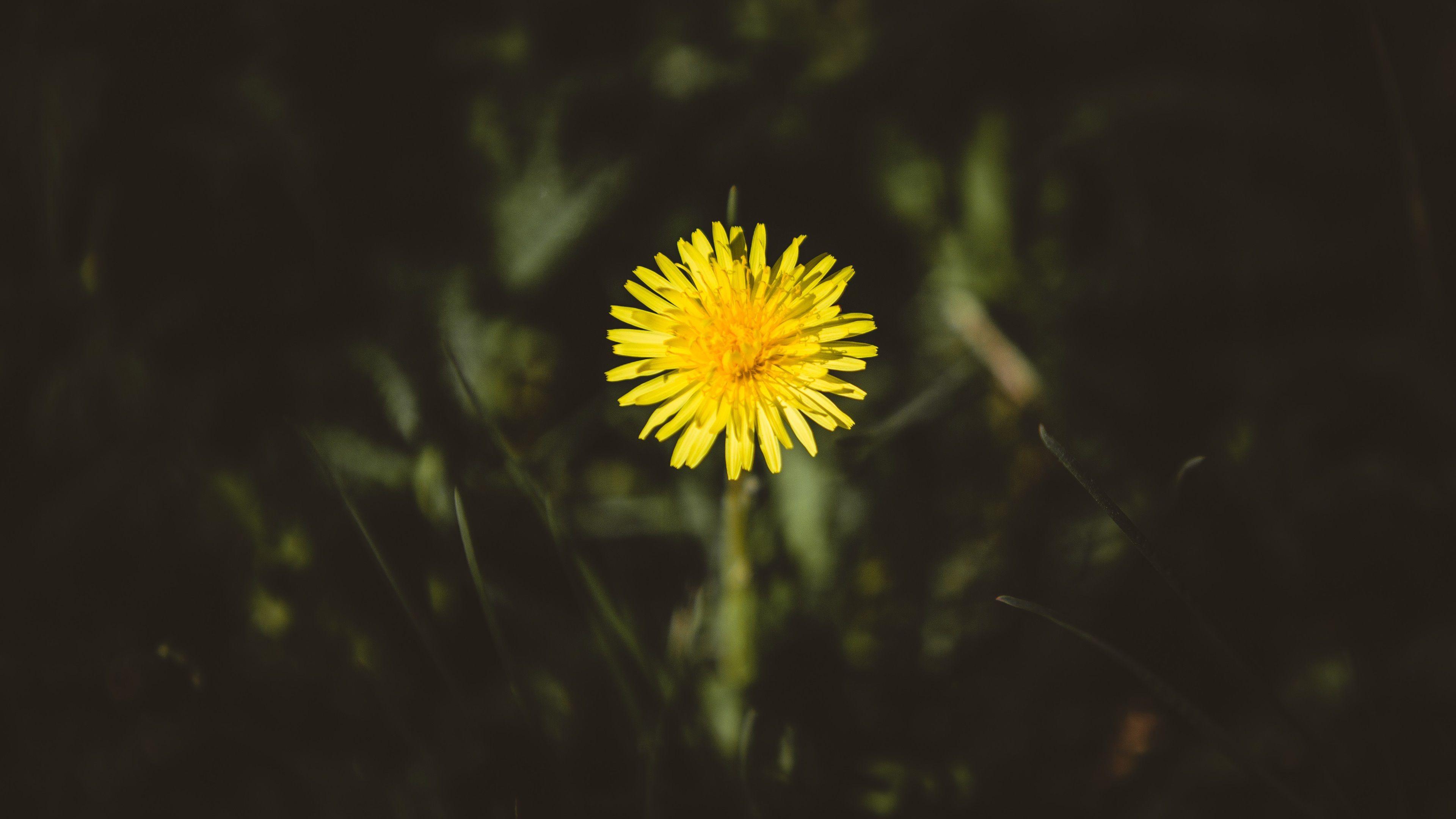 Dandelion Flower Wallpapers - Top Free Dandelion Flower Backgrounds ...