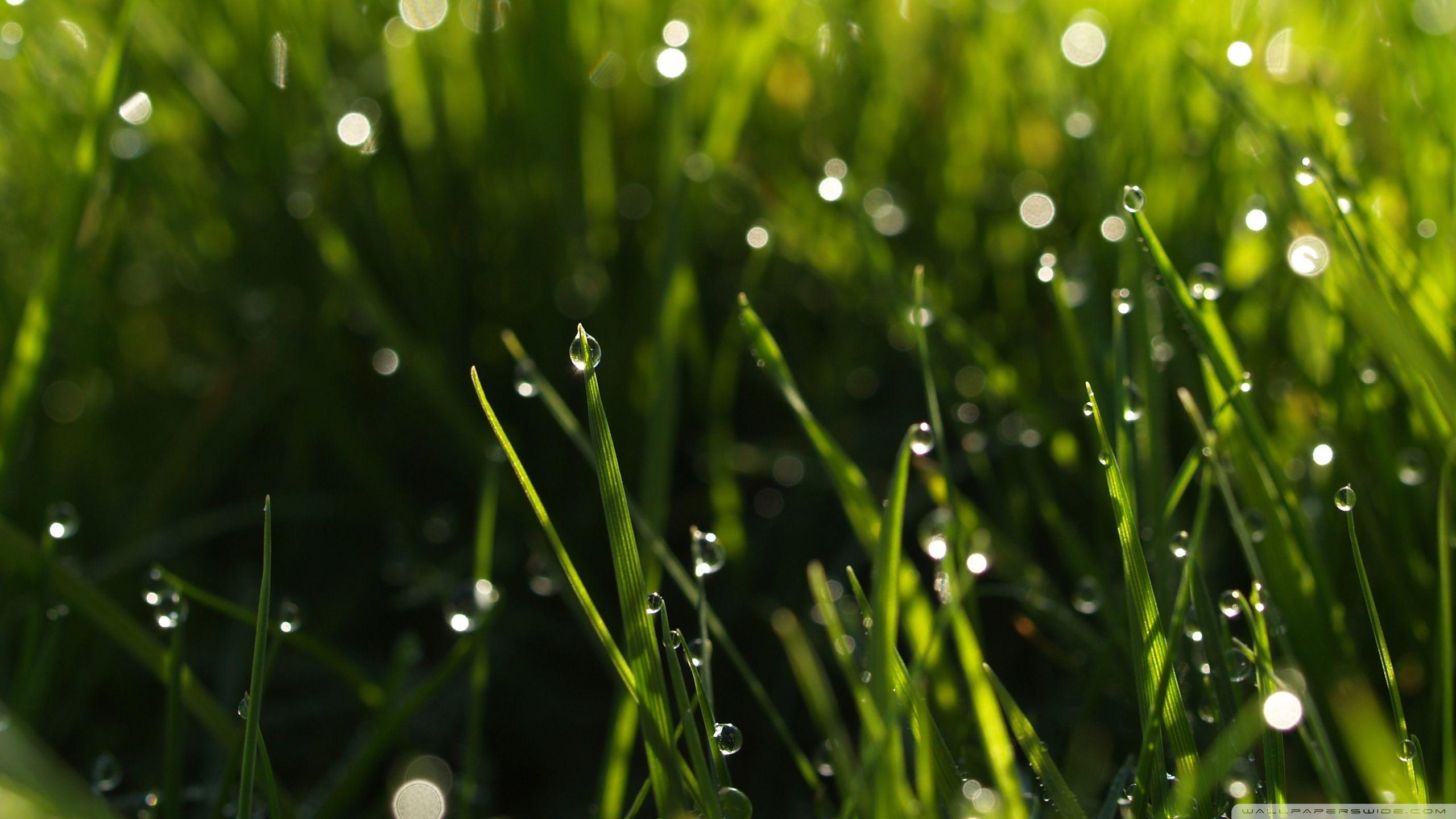 Summer Rain Wallpapers - Top Free Summer Rain Backgrounds - WallpaperAccess