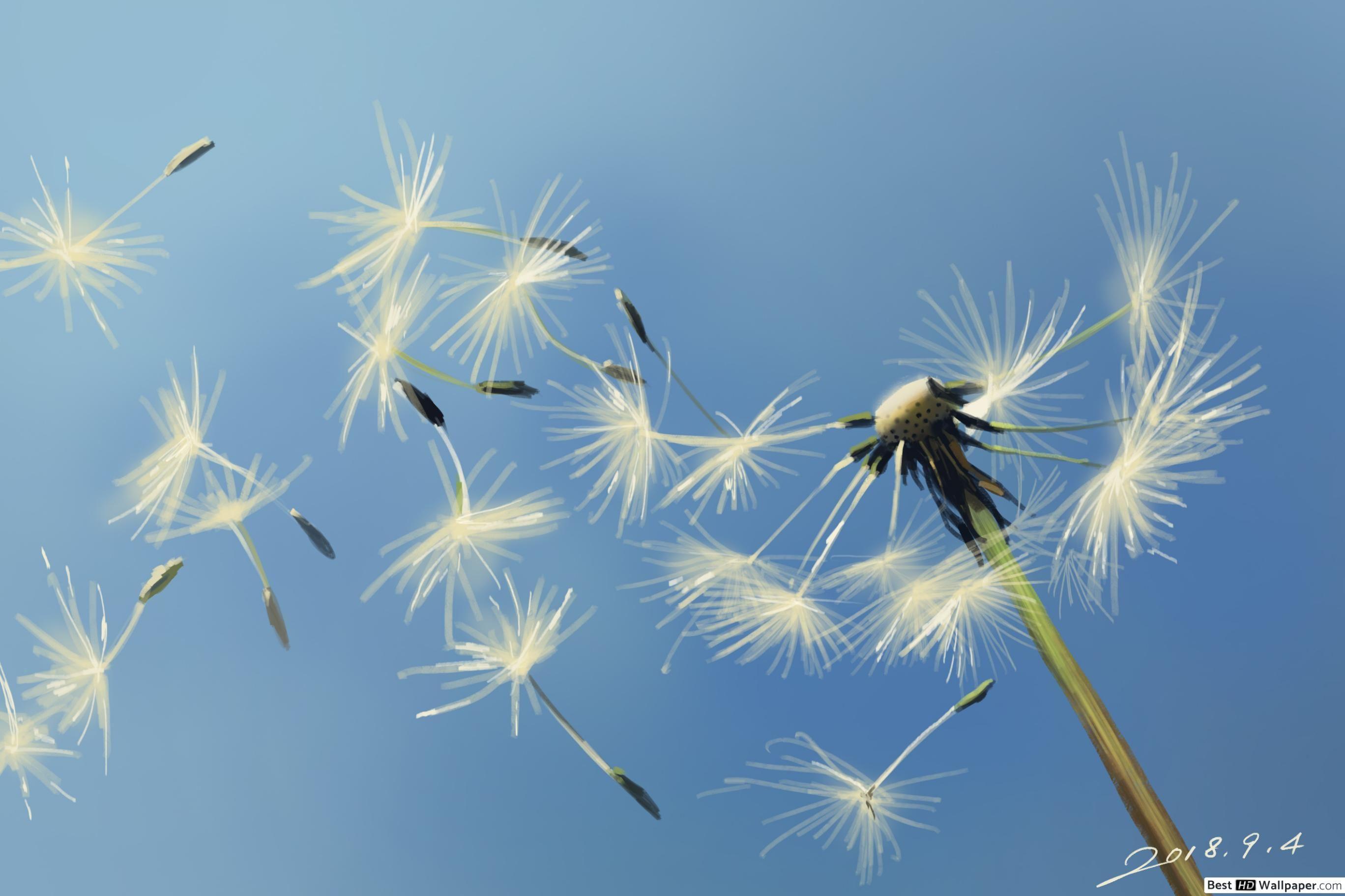 Dandelion Flower Wallpapers - Top Free Dandelion Flower Backgrounds ...