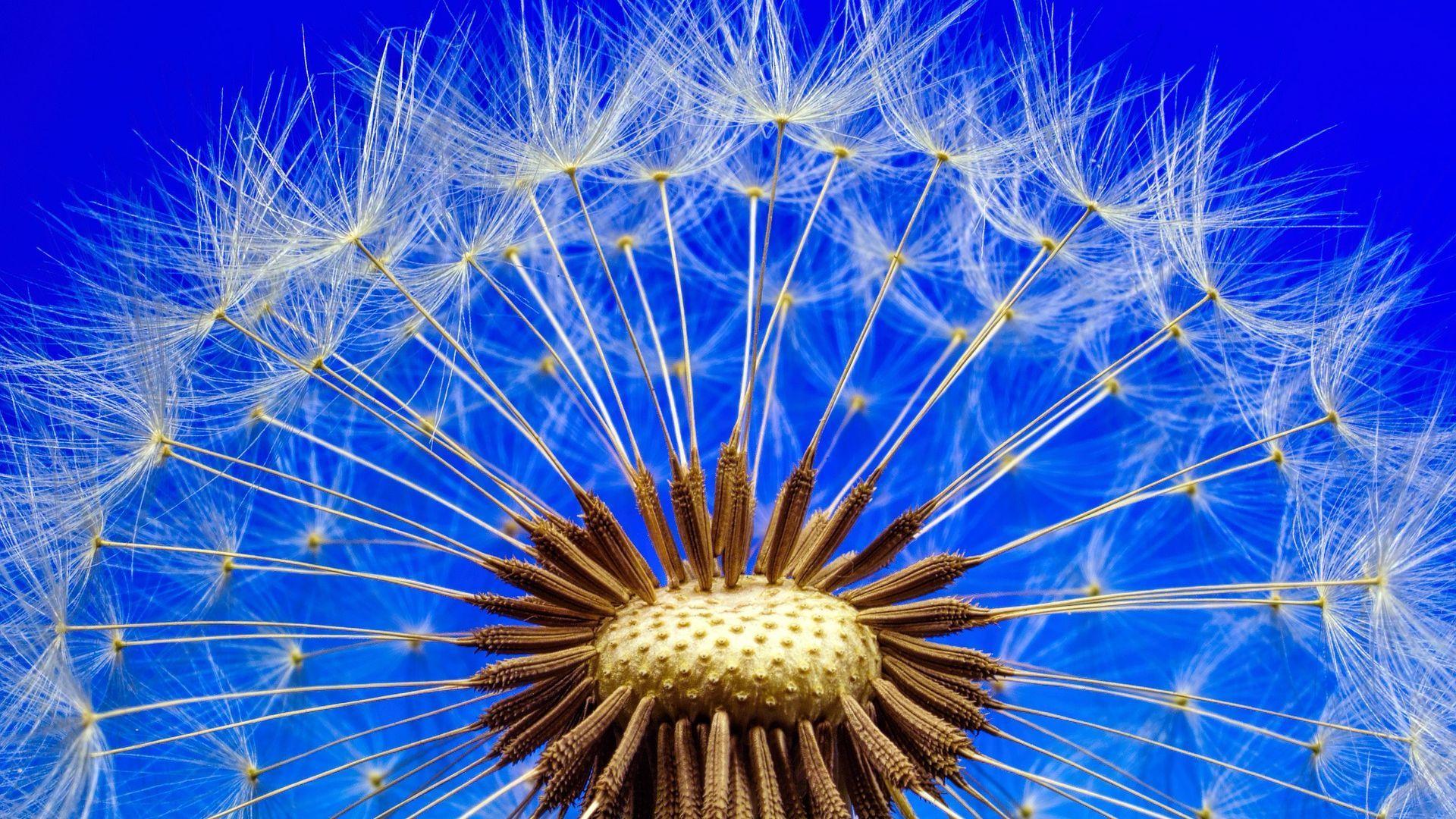 Dandelion Flower Wallpapers - Top Free Dandelion Flower Backgrounds ...