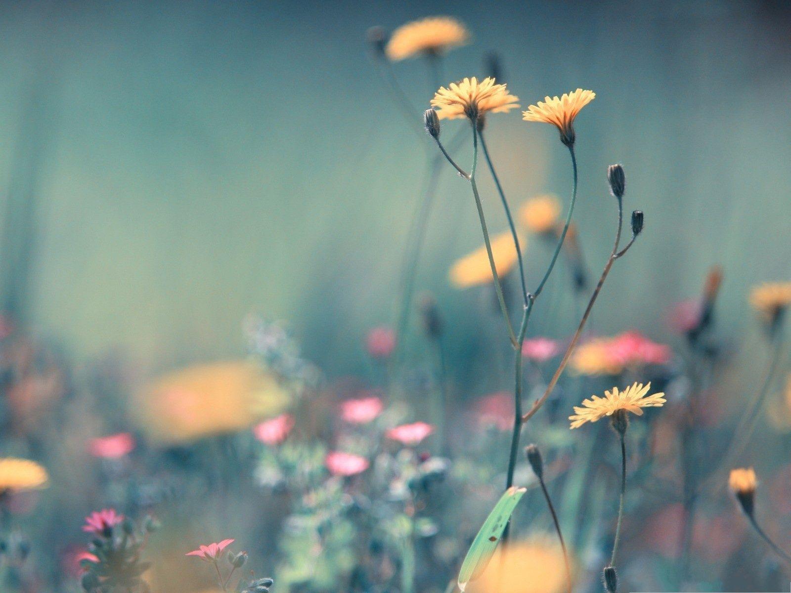 Dandelion Flower Wallpapers - Top Free Dandelion Flower Backgrounds ...
