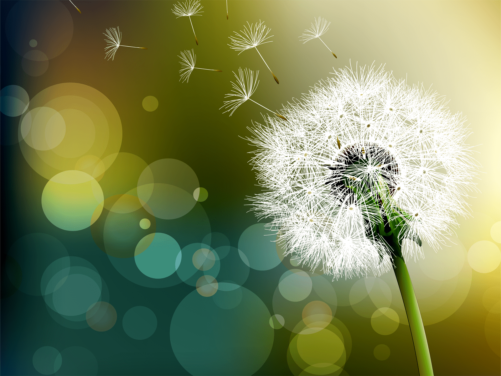 Dandelion Flower Wallpapers - Top Free Dandelion Flower Backgrounds ...