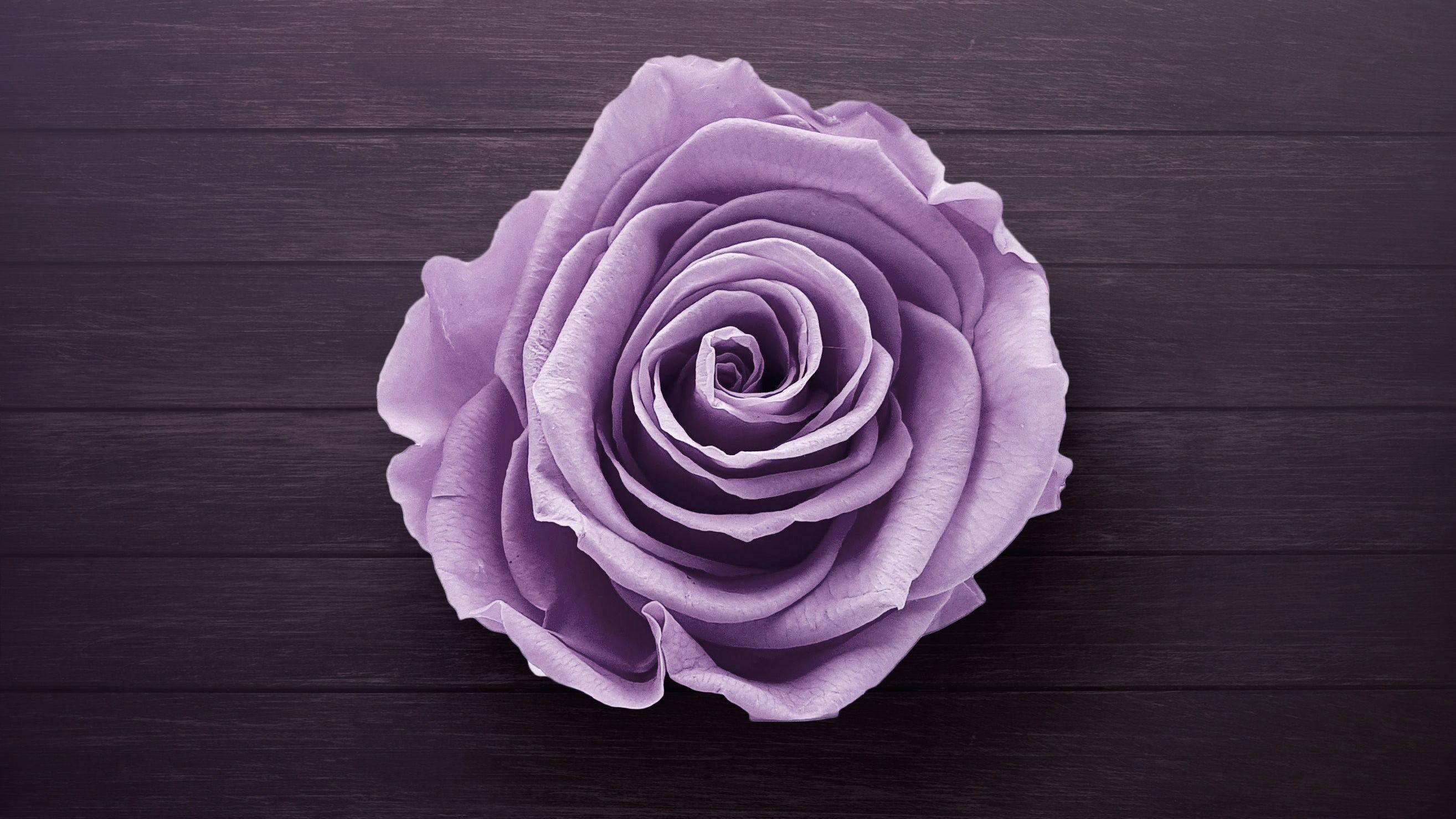 Purple Roses Wallpapers - Top Free Purple Roses Backgrounds ...