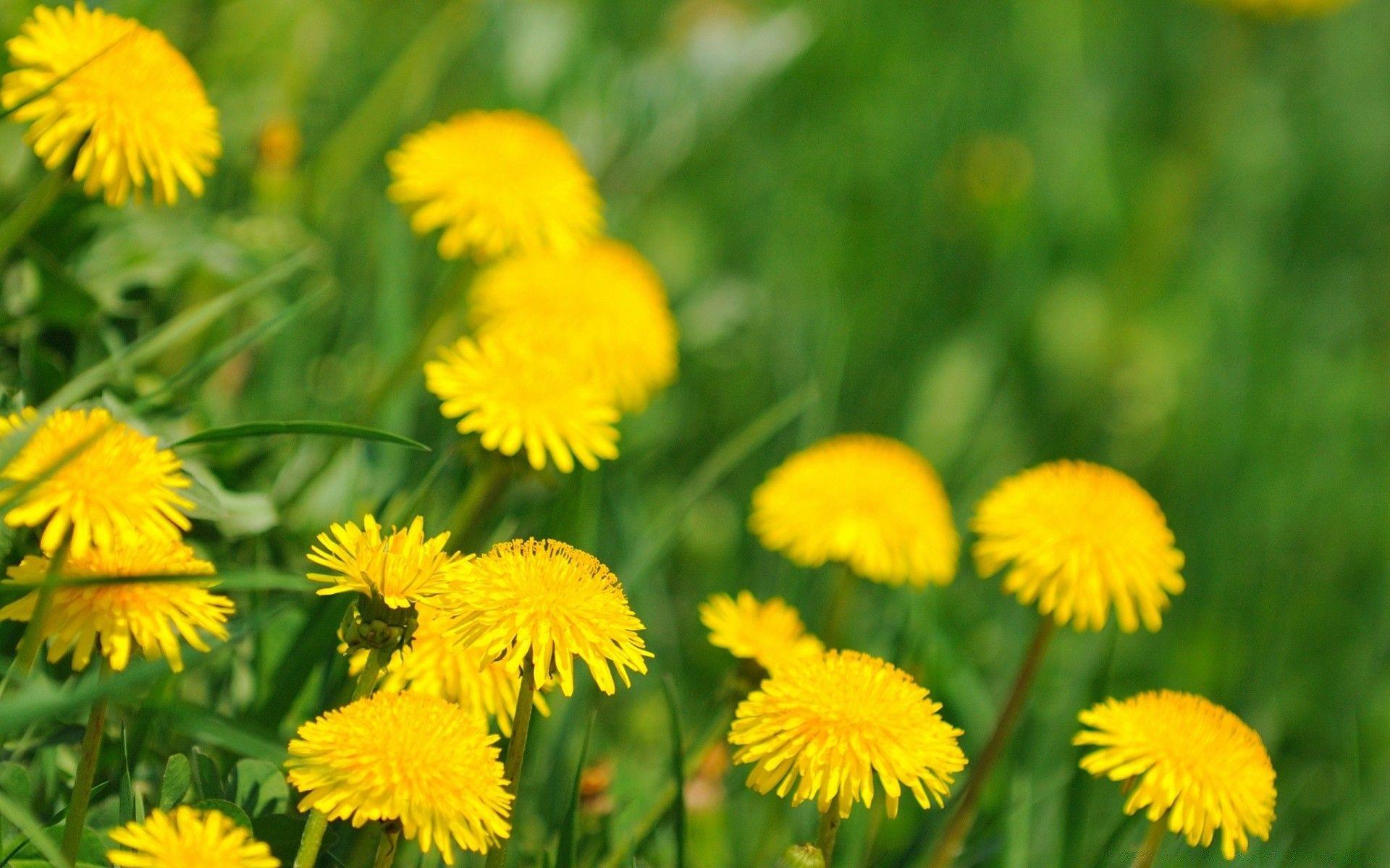 Dandelion Flower Wallpapers - Top Free Dandelion Flower Backgrounds ...