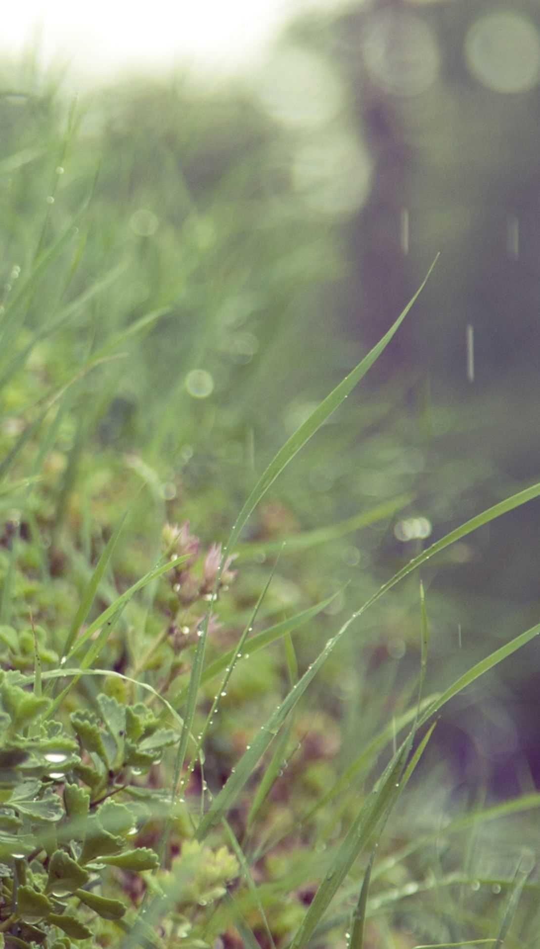 Summer Rain Wallpapers - Top Free Summer Rain Backgrounds - WallpaperAccess