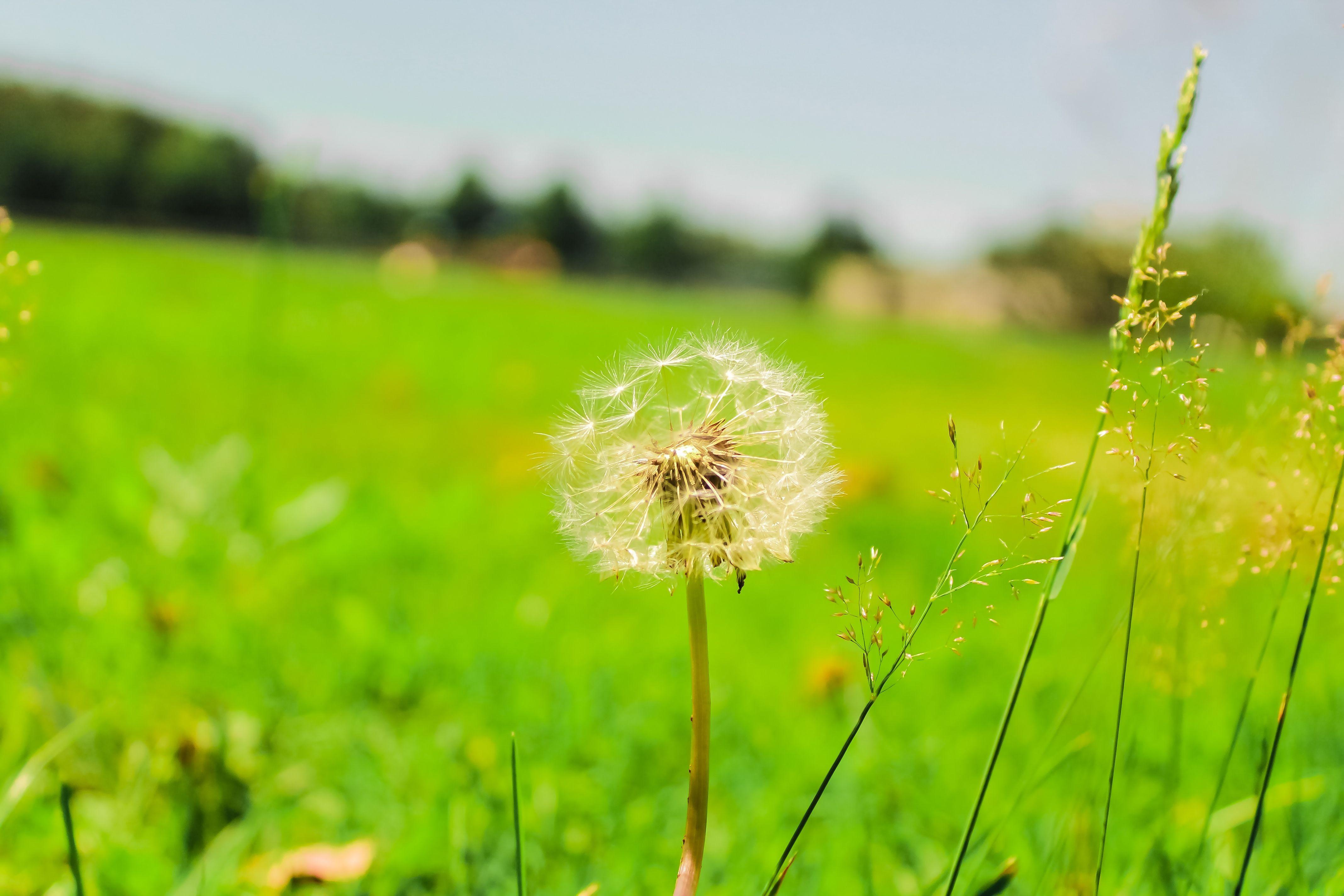Dandelion Flower Wallpapers - Top Free Dandelion Flower Backgrounds ...