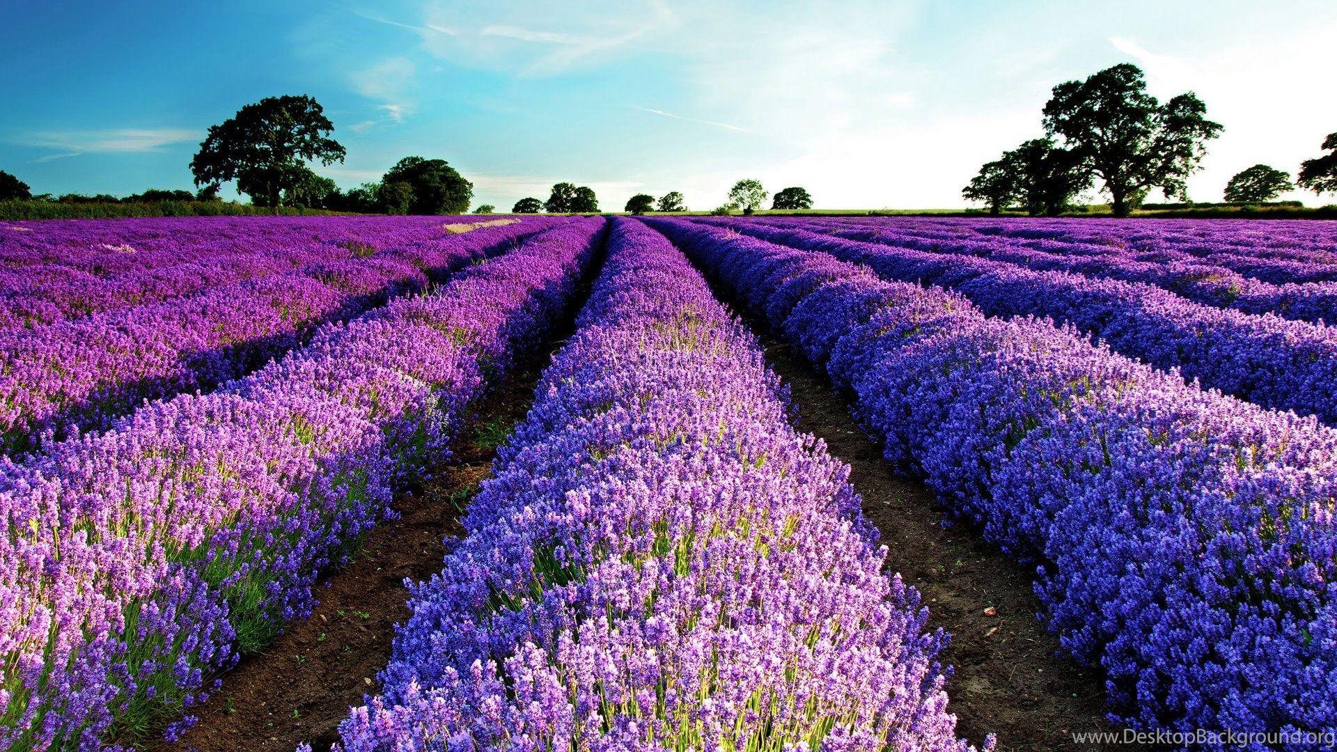 Lavender Fields Wallpapers - Top Free Lavender Fields Backgrounds ...
