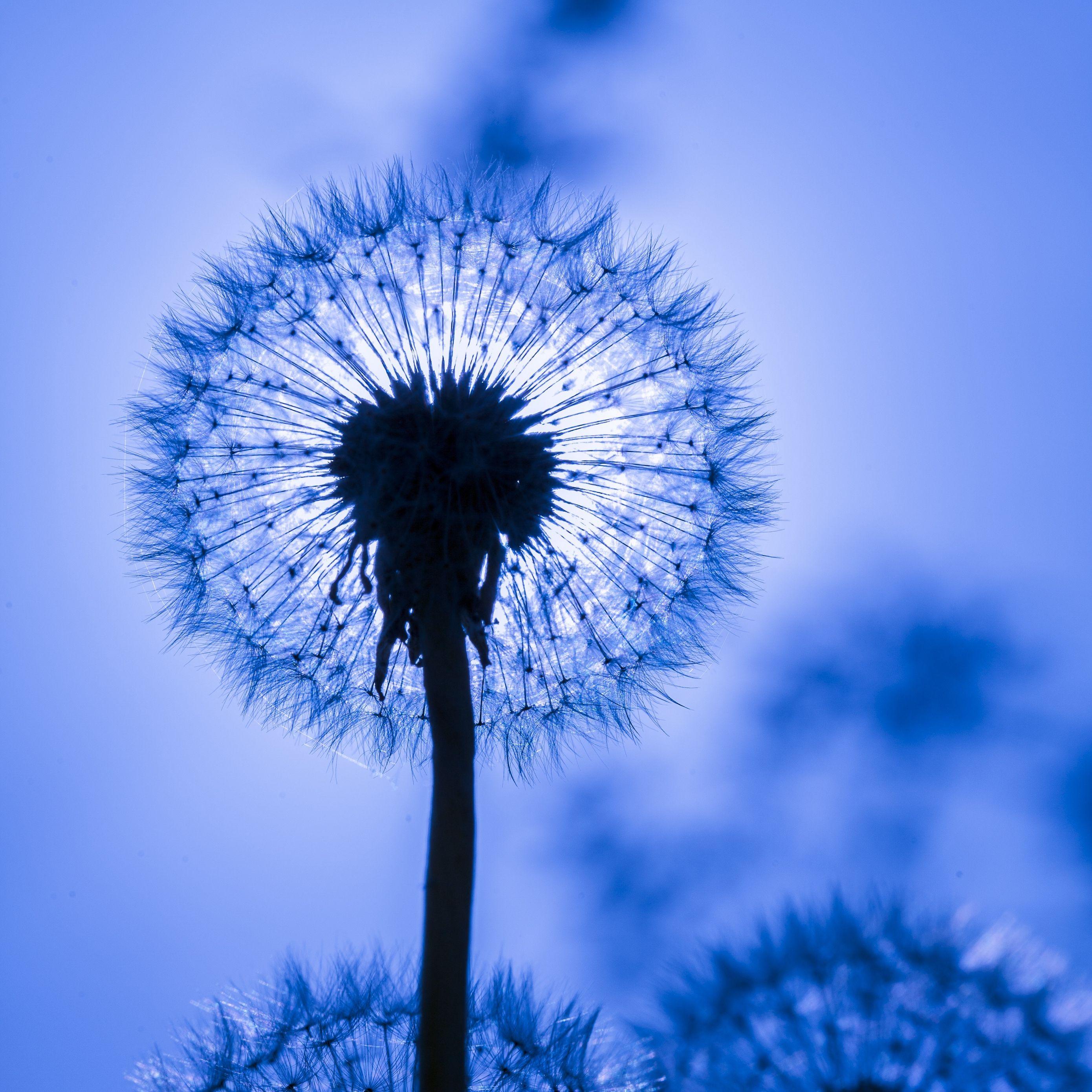 Dandelion Flower Wallpapers - Top Free Dandelion Flower Backgrounds ...
