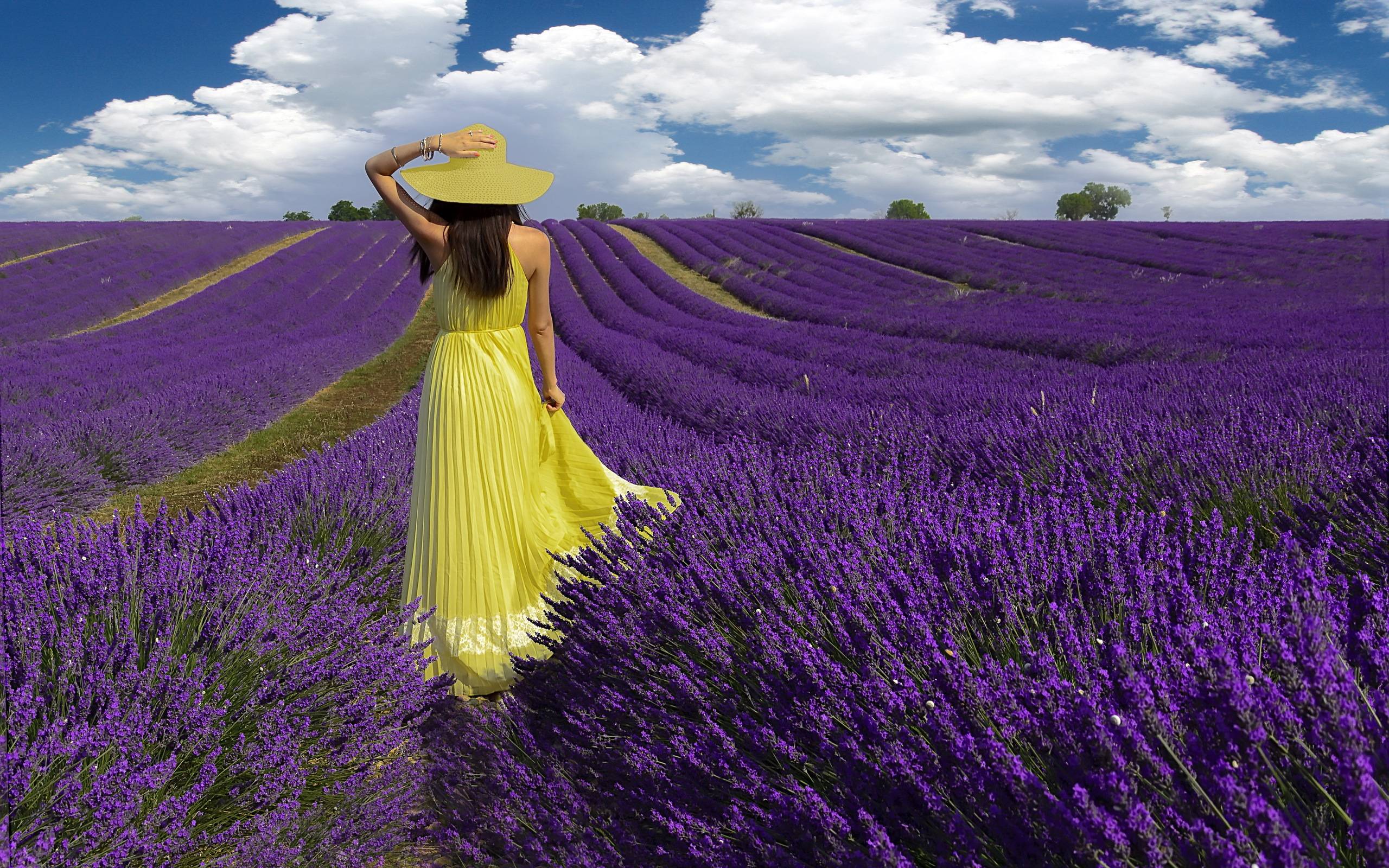 Lavender Fields Wallpapers - Top Free Lavender Fields Backgrounds ...