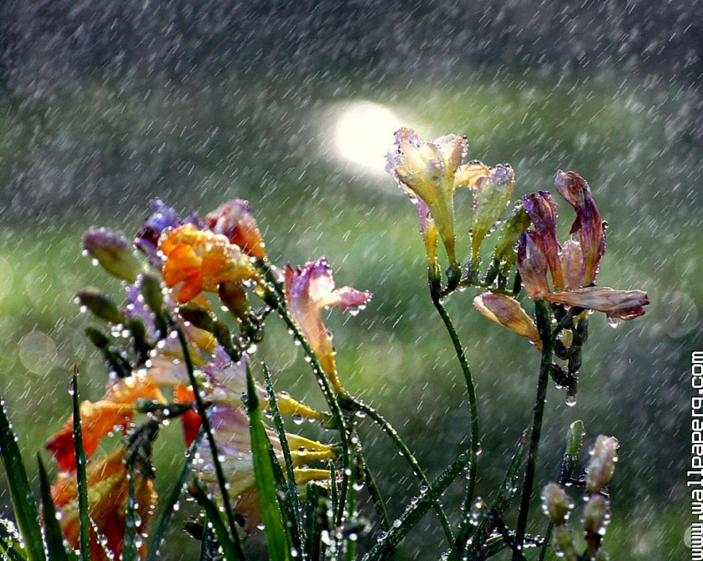 Summer Rain Wallpapers - Top Free Summer Rain Backgrounds - WallpaperAccess