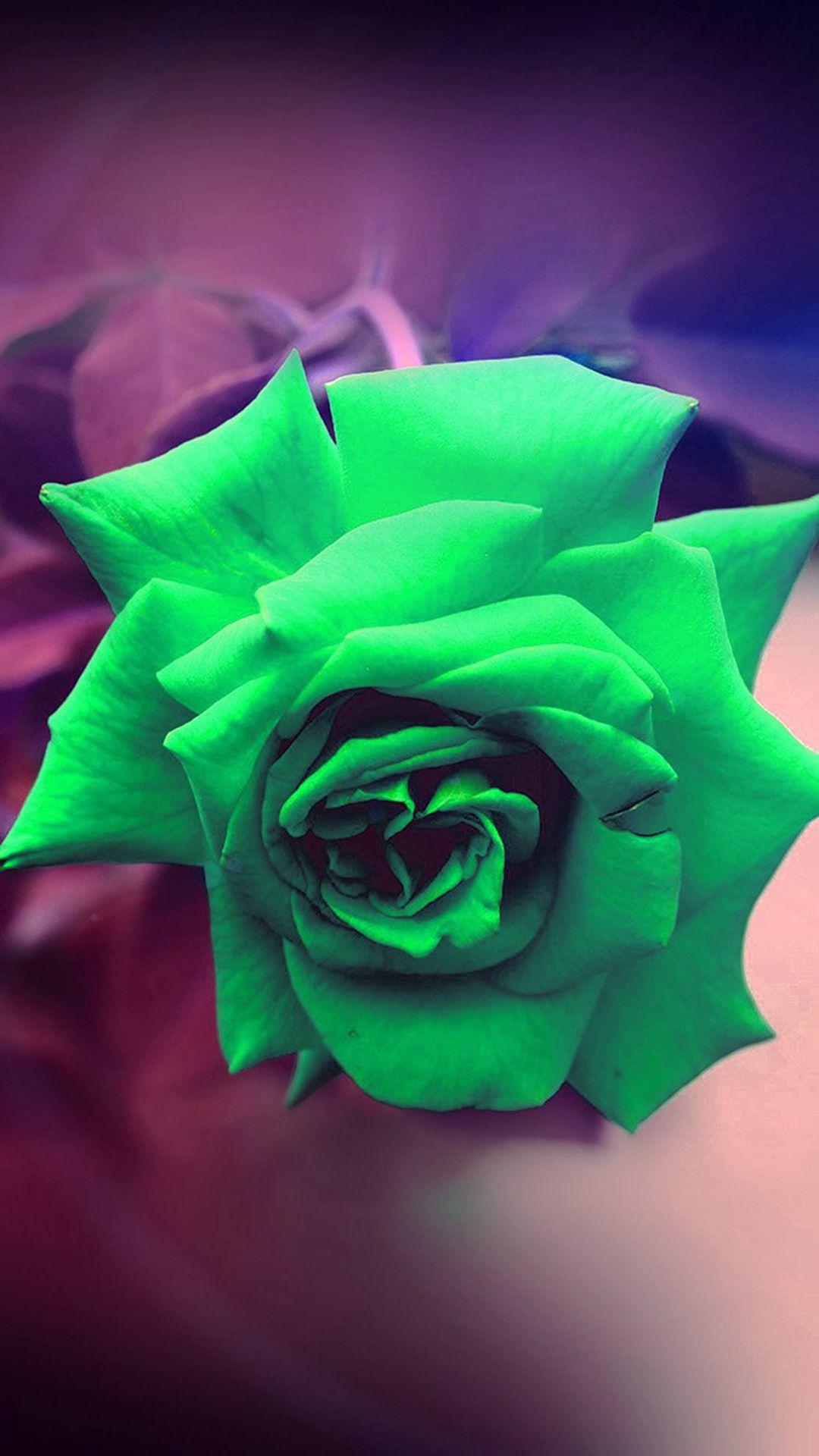 Green Roses Wallpapers - Top Free Green Roses Backgrounds - WallpaperAccess