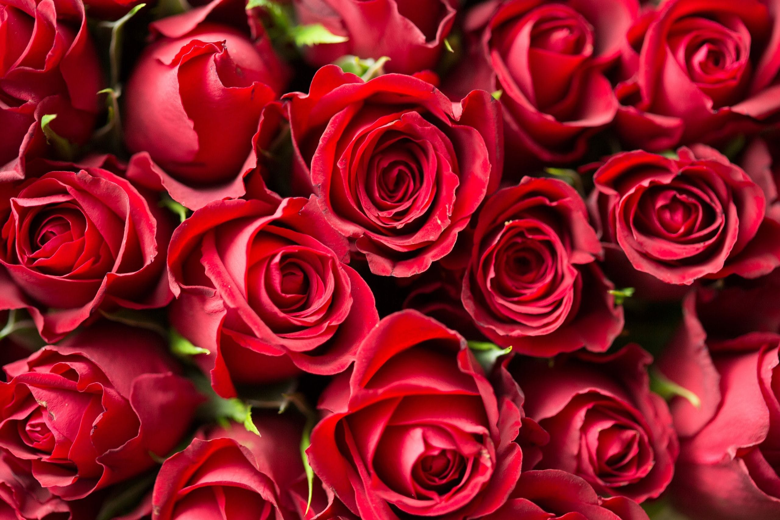 Red Roses HD Wallpapers - Top Free Red Roses HD Backgrounds ...