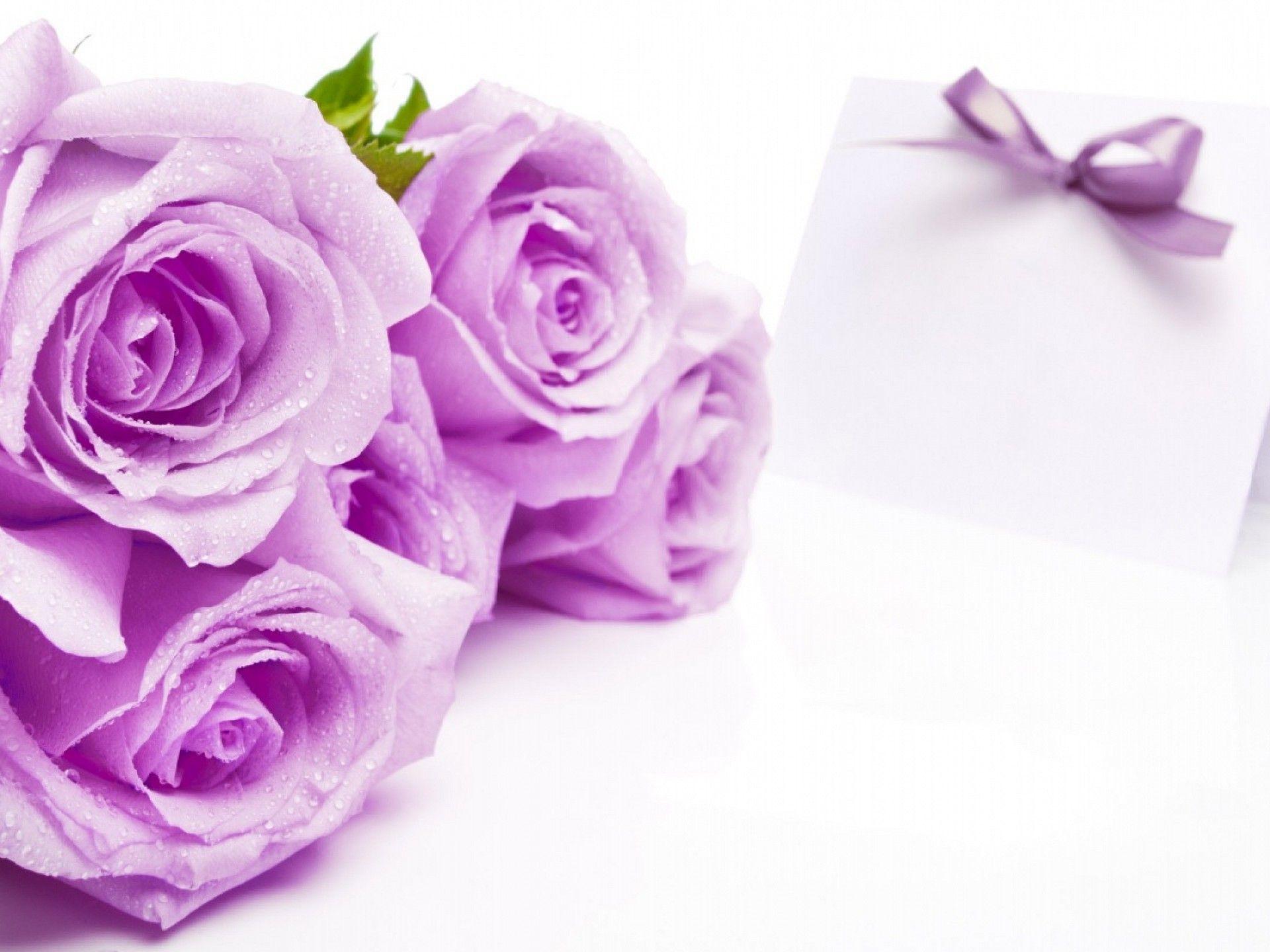 Purple Roses Wallpapers - Top Free Purple Roses Backgrounds ...
