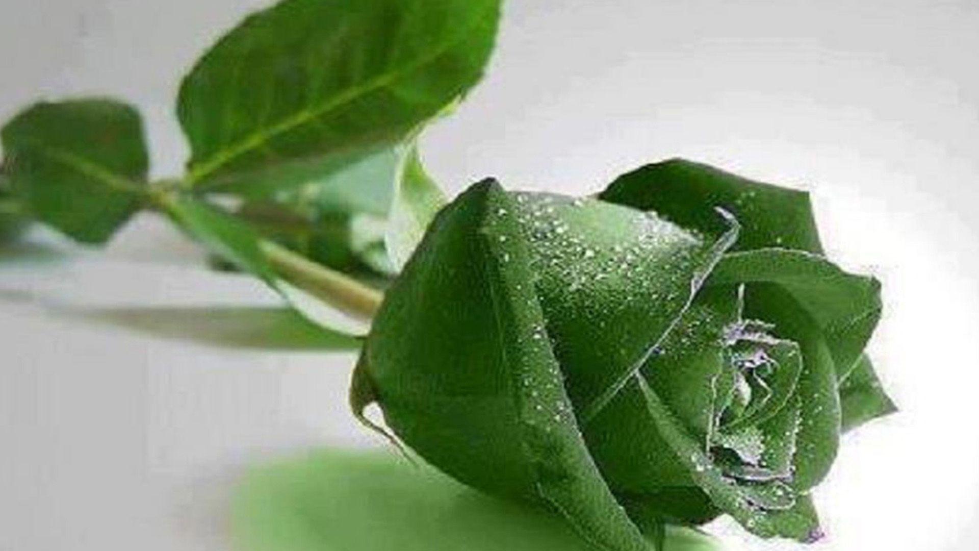 Green Roses Wallpapers - Top Free Green Roses Backgrounds - WallpaperAccess