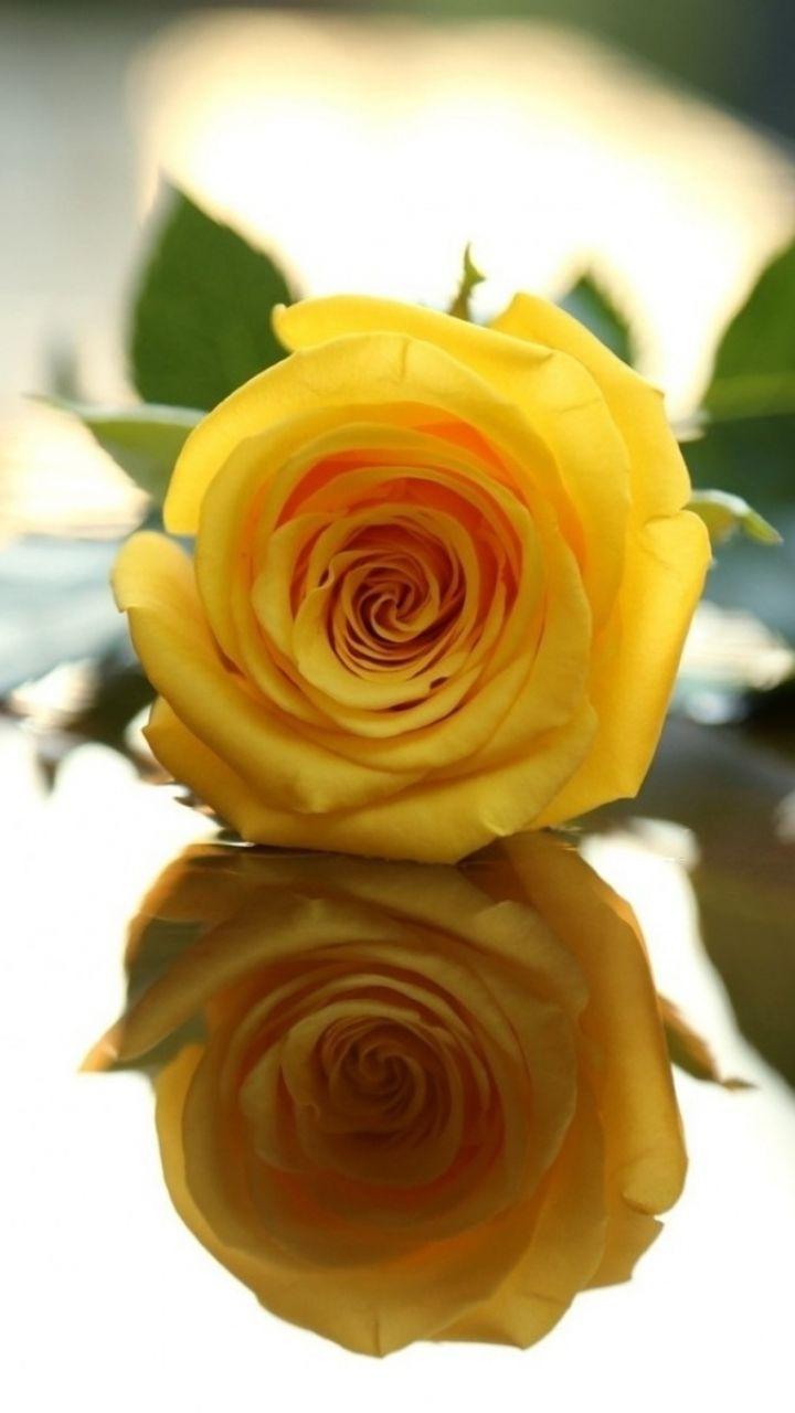 Yellow Roses Wallpapers - Top Free Yellow Roses Backgrounds ...