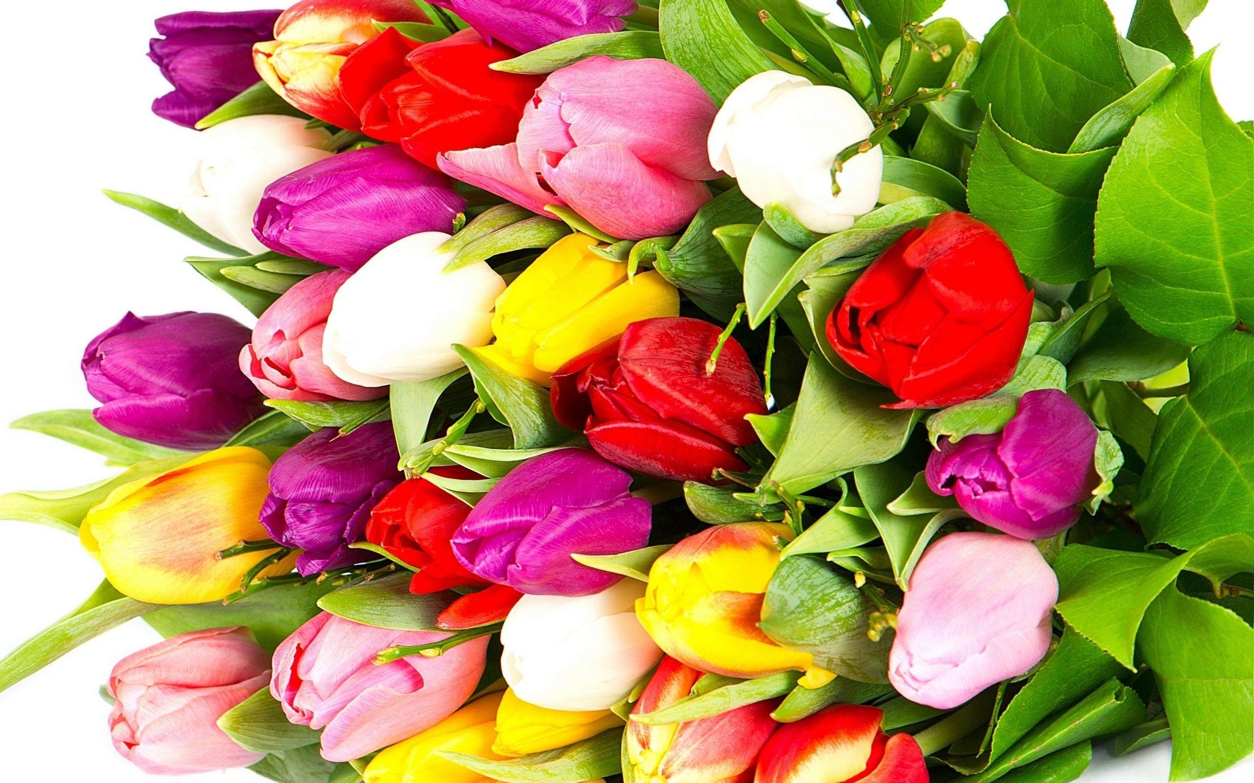 Bright Flowers Wallpapers - Top Free Bright Flowers Backgrounds ...